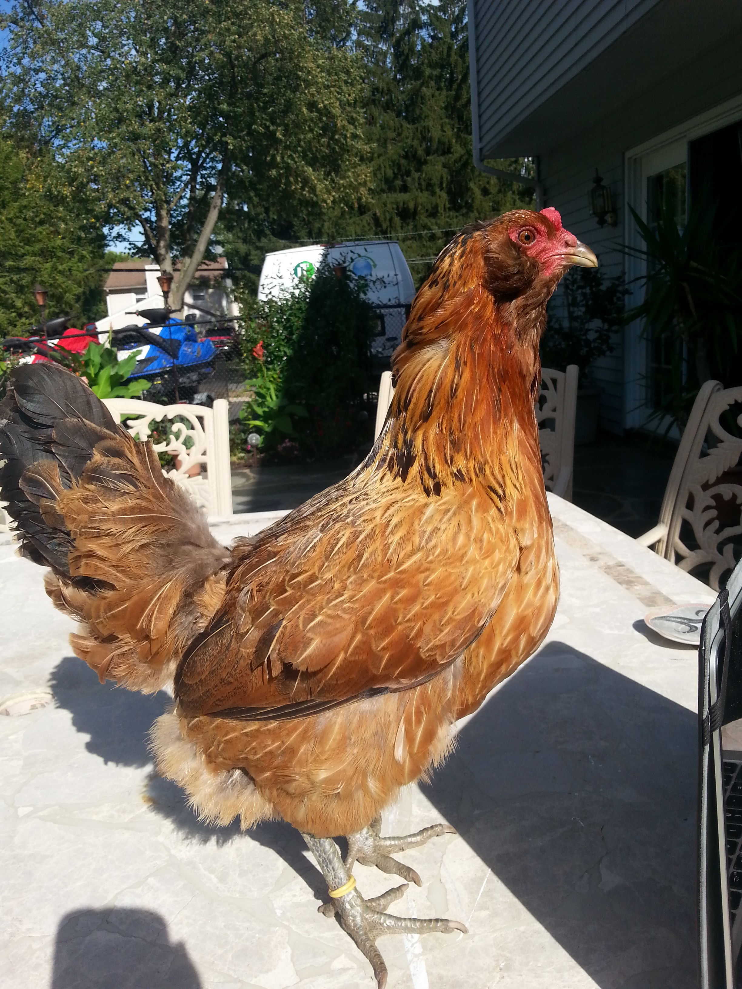 Curly, Ameraucana | BackYard Chickens - Learn How to Raise Chickens