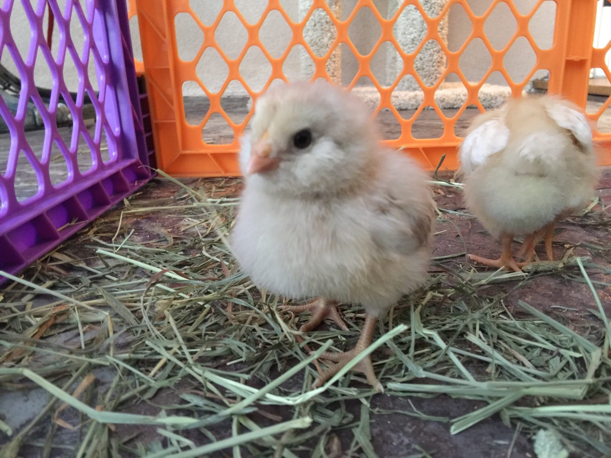 Daisy | BackYard Chickens - Learn How to Raise Chickens