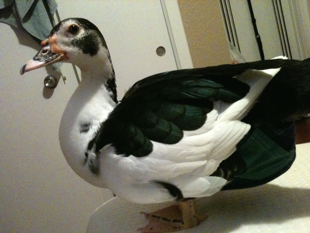 Daisy's new chonies! | BackYard Chickens - Learn How to Raise Chickens