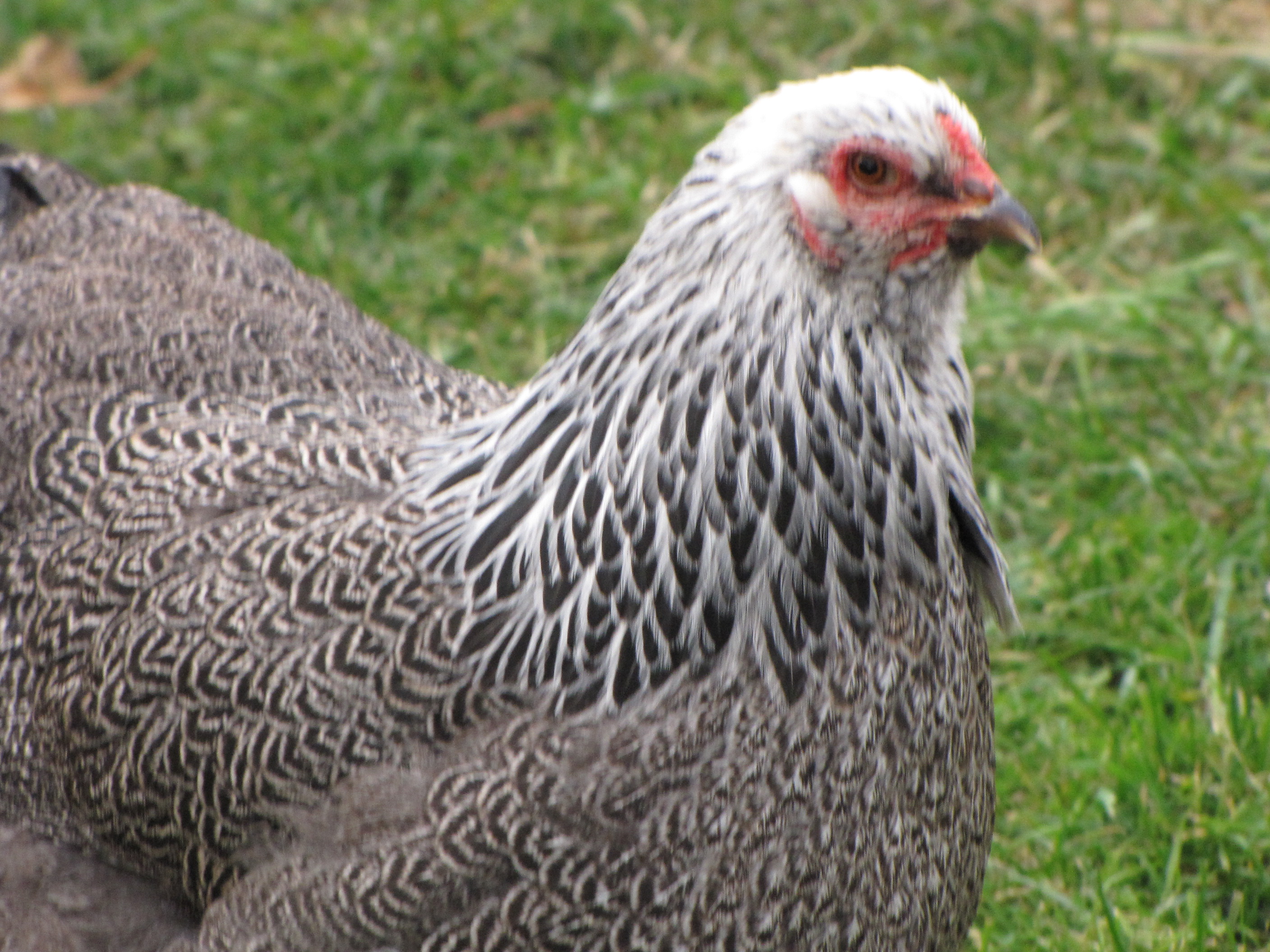 Dark brahma hen. | BackYard Chickens - Learn How to Raise Chickens