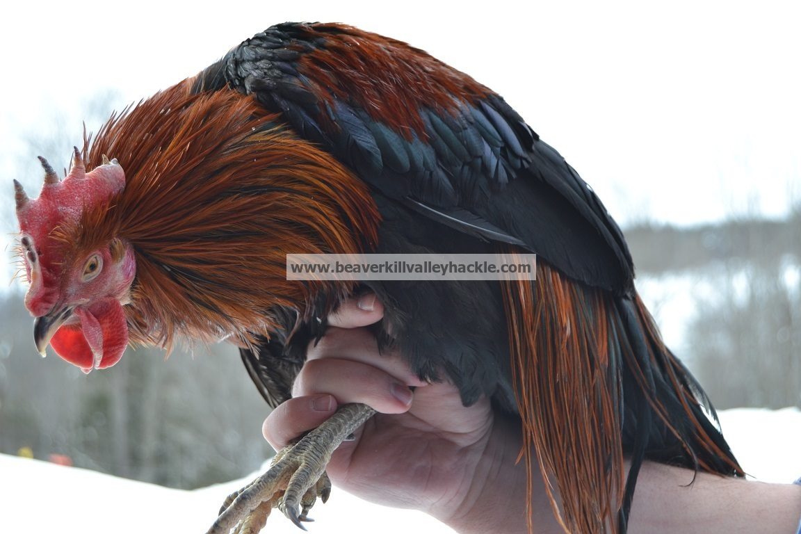 Dark Ginger Genetic Hackle Rooster | BackYard Chickens - Learn How to ...