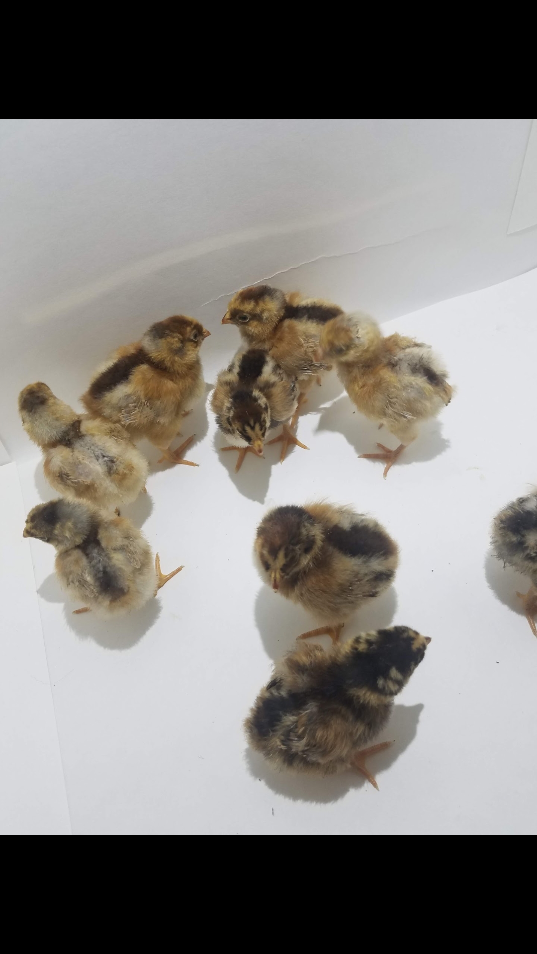 Day old BLRW | BackYard Chickens - Learn How to Raise Chickens