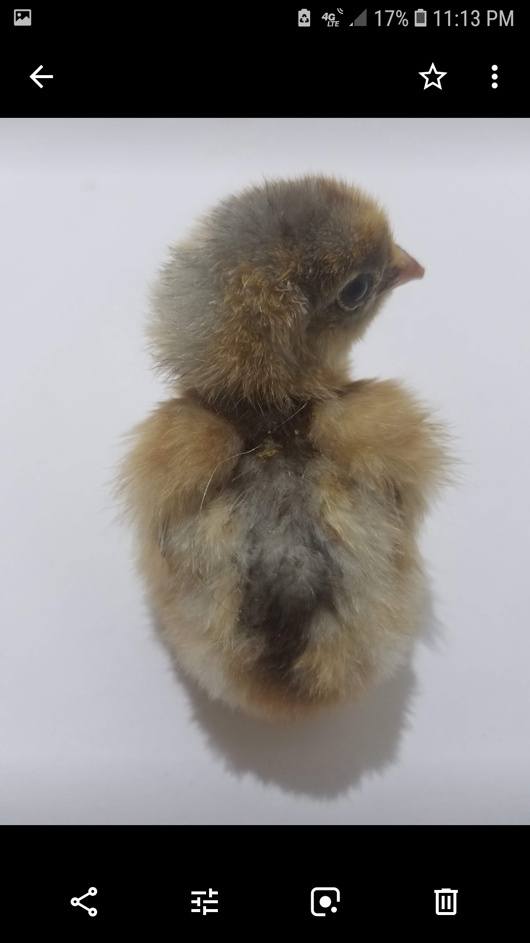 Day old BLRW | BackYard Chickens - Learn How to Raise Chickens