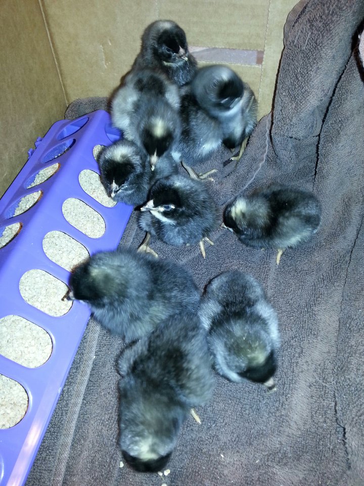 * Day old Plymouth Rock chicks | BackYard Chickens - Learn How to Raise ...