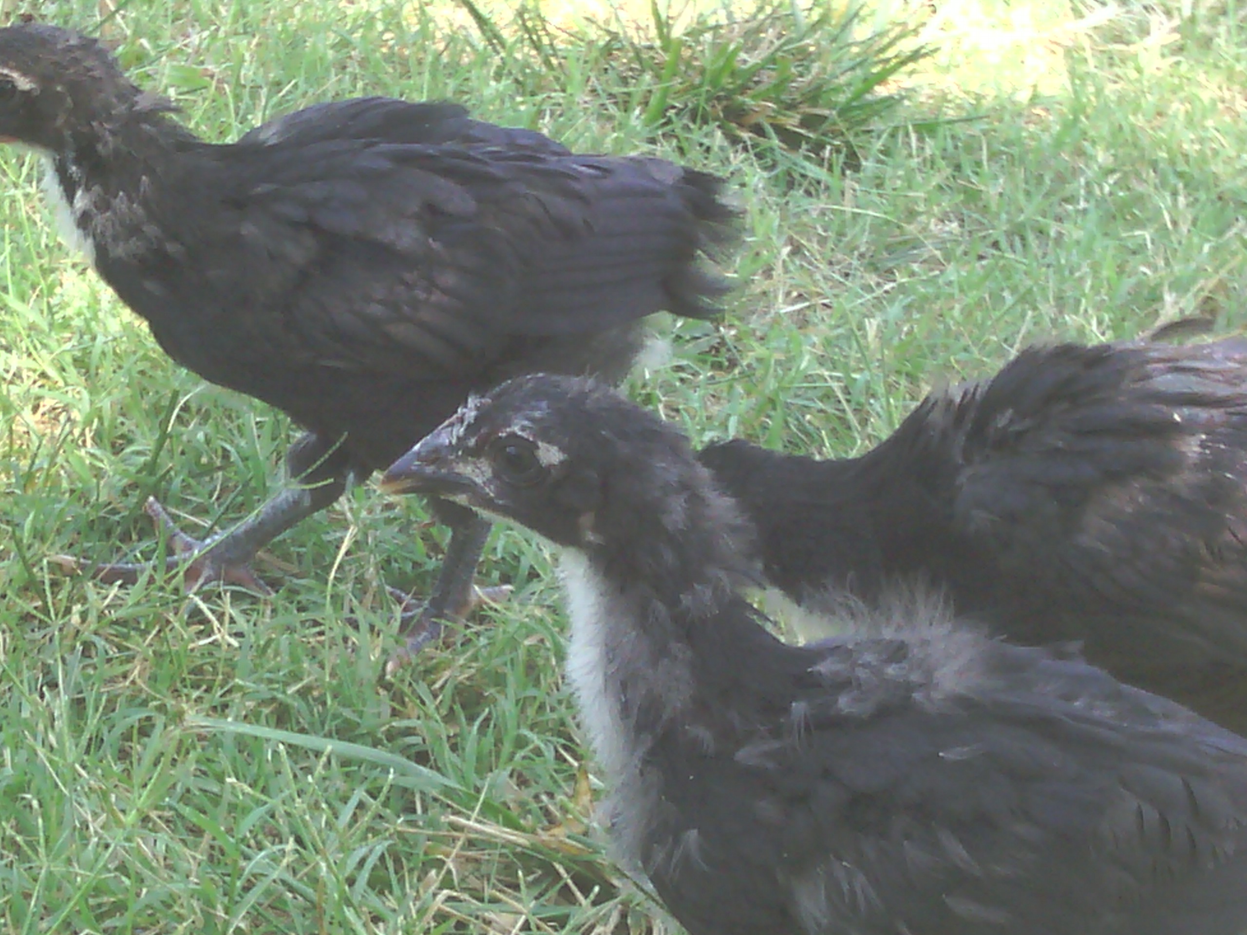 "Delta" | BackYard Chickens - Learn How to Raise Chickens