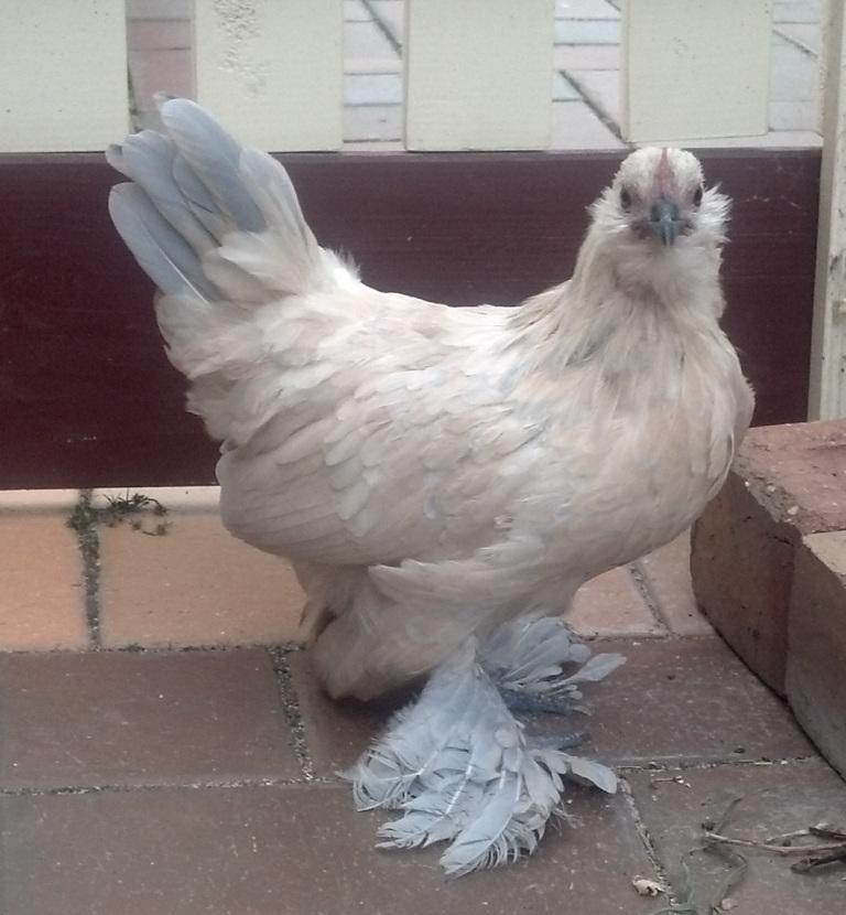 "Demi" Porcelaine Belgian d'Uccle | BackYard Chickens - Learn How to ...
