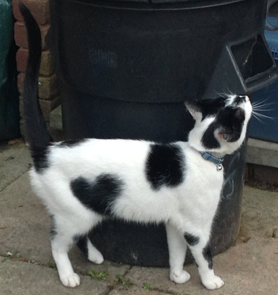 Dexter...showing off his heart | BackYard Chickens - Learn How to Raise ...