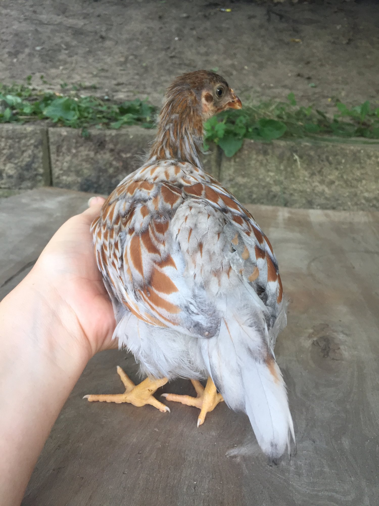 Diamond | BackYard Chickens - Learn How to Raise Chickens