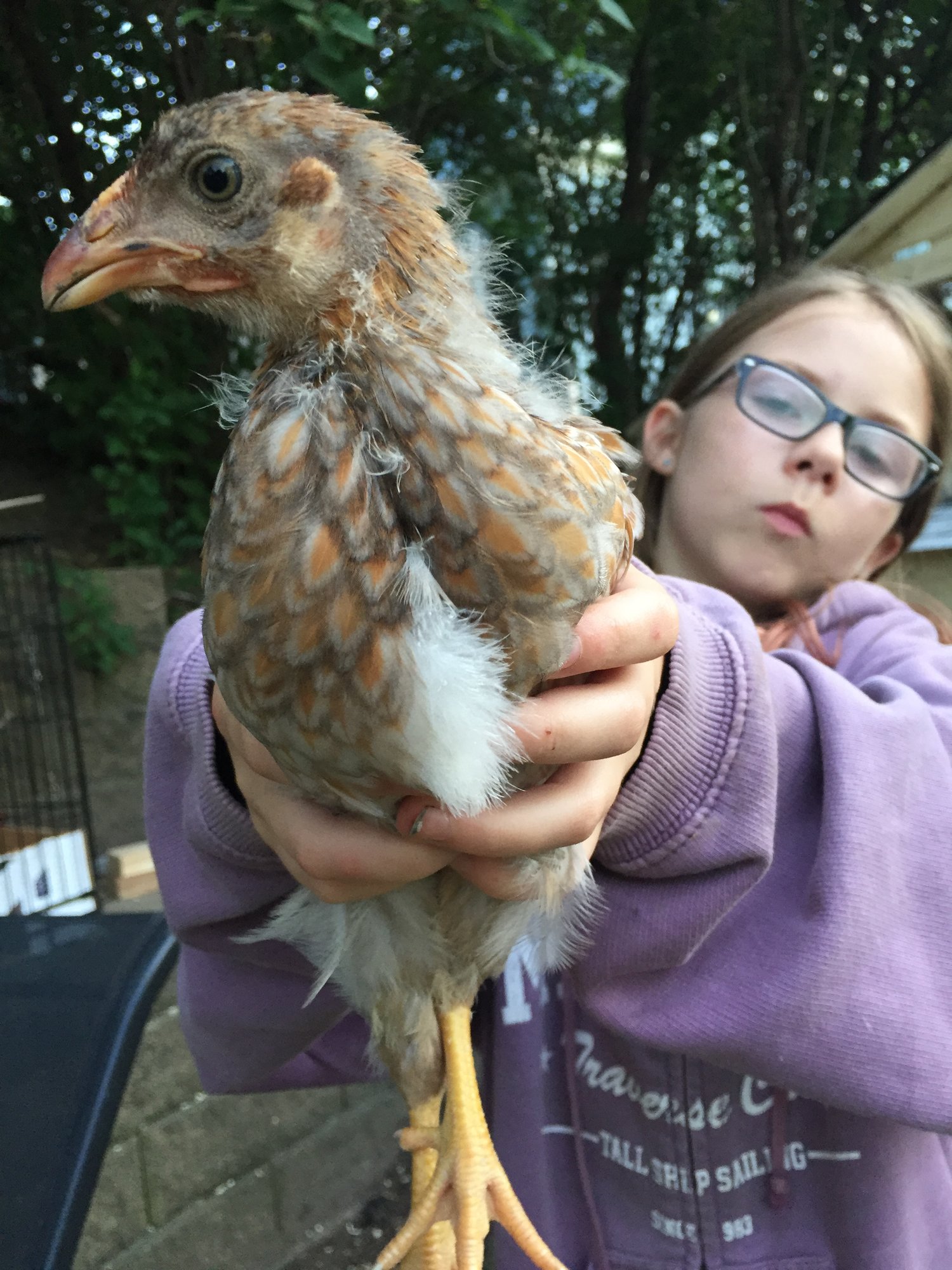 Diamond | BackYard Chickens - Learn How to Raise Chickens