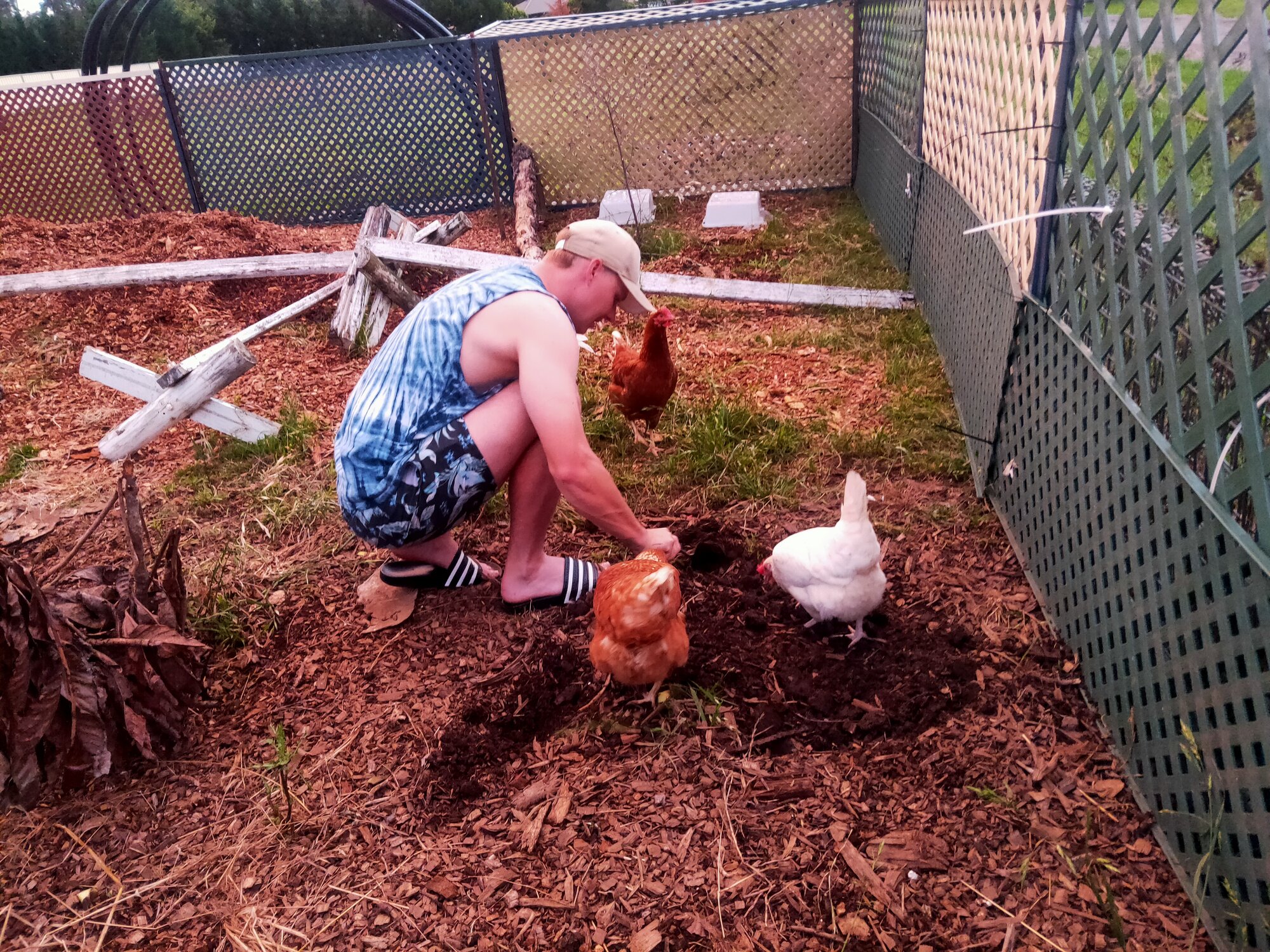 Digging around | BackYard Chickens - Learn How to Raise Chickens