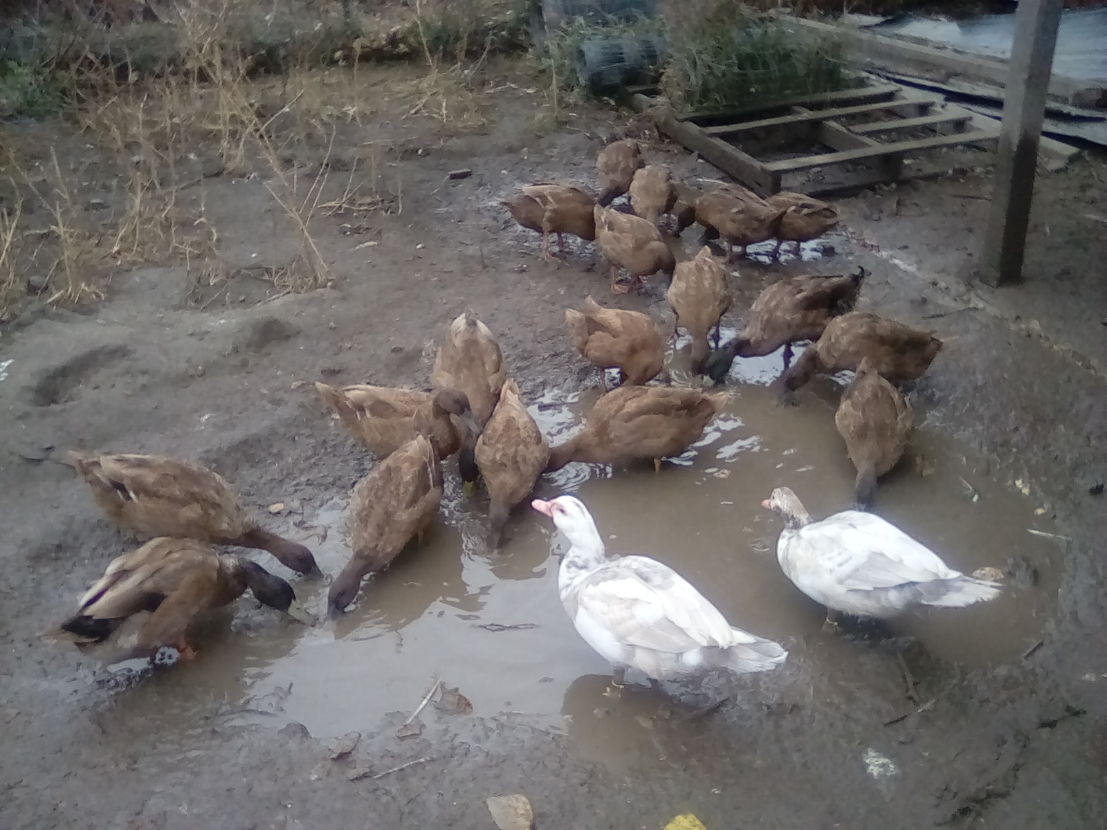 Dirty Ducks! | BackYard Chickens - Learn How to Raise Chickens