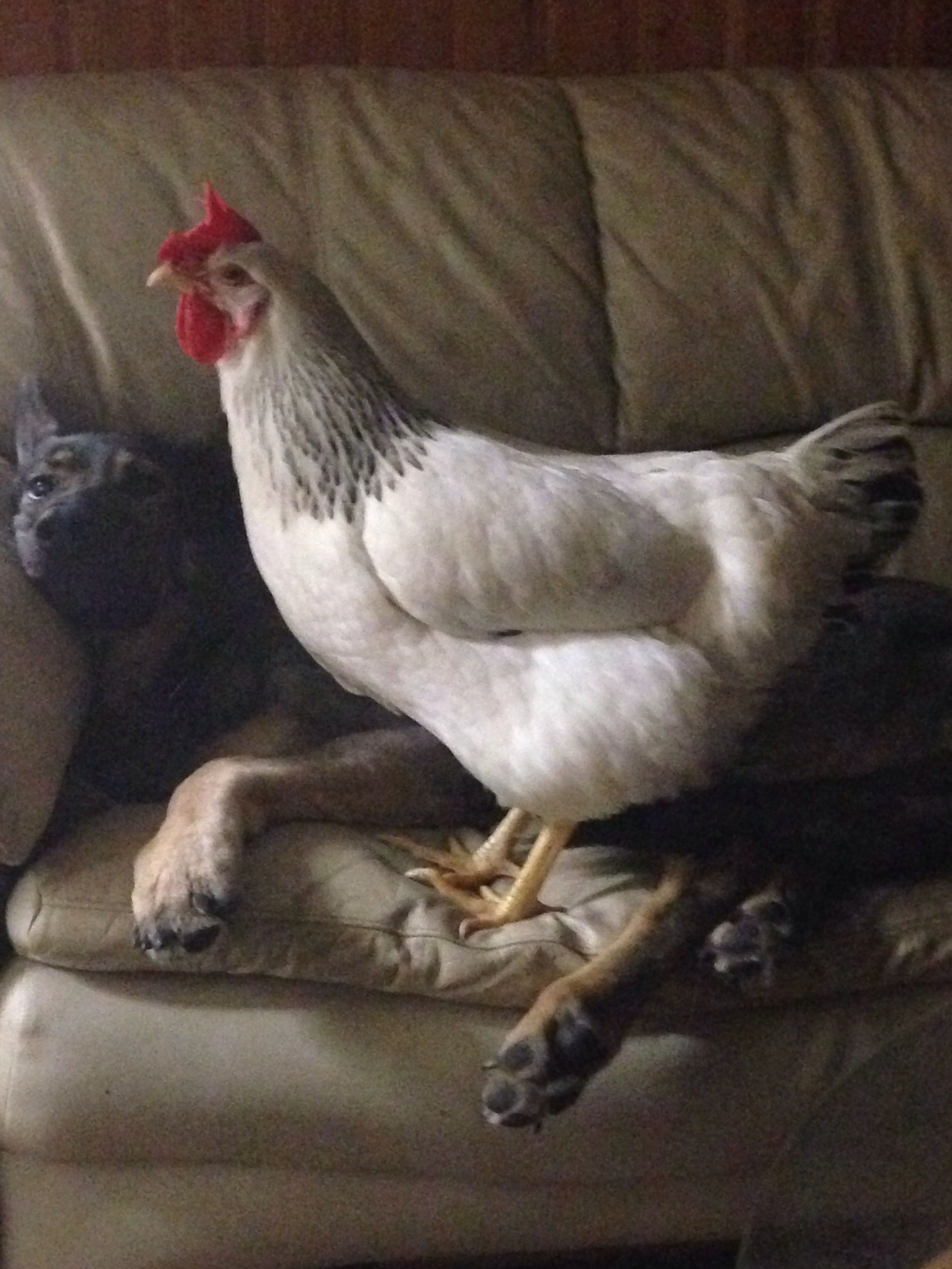 Dog is not impressed! | BackYard Chickens - Learn How to Raise Chickens