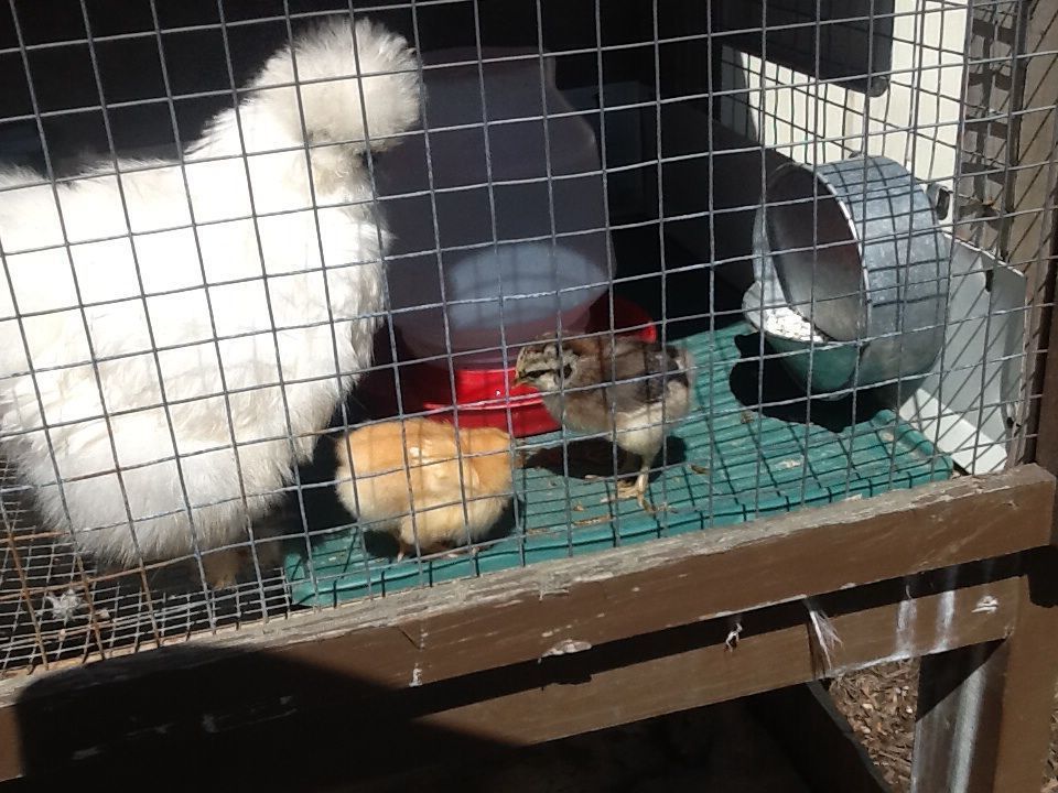 Dolly and chicks 2015 | BackYard Chickens - Learn How to Raise Chickens