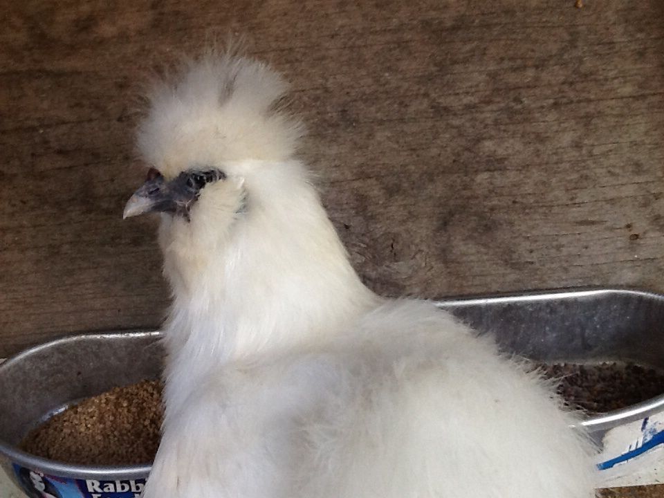 Dolly the Japanese Silkie | BackYard Chickens - Learn How to Raise Chickens