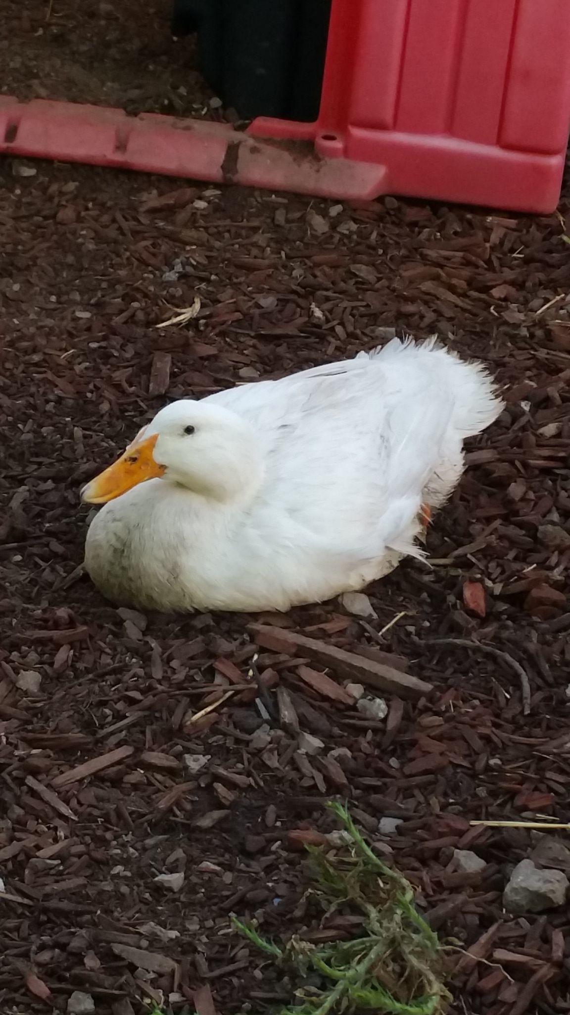 Donald, our female white duck. | BackYard Chickens - Learn How to Raise ...