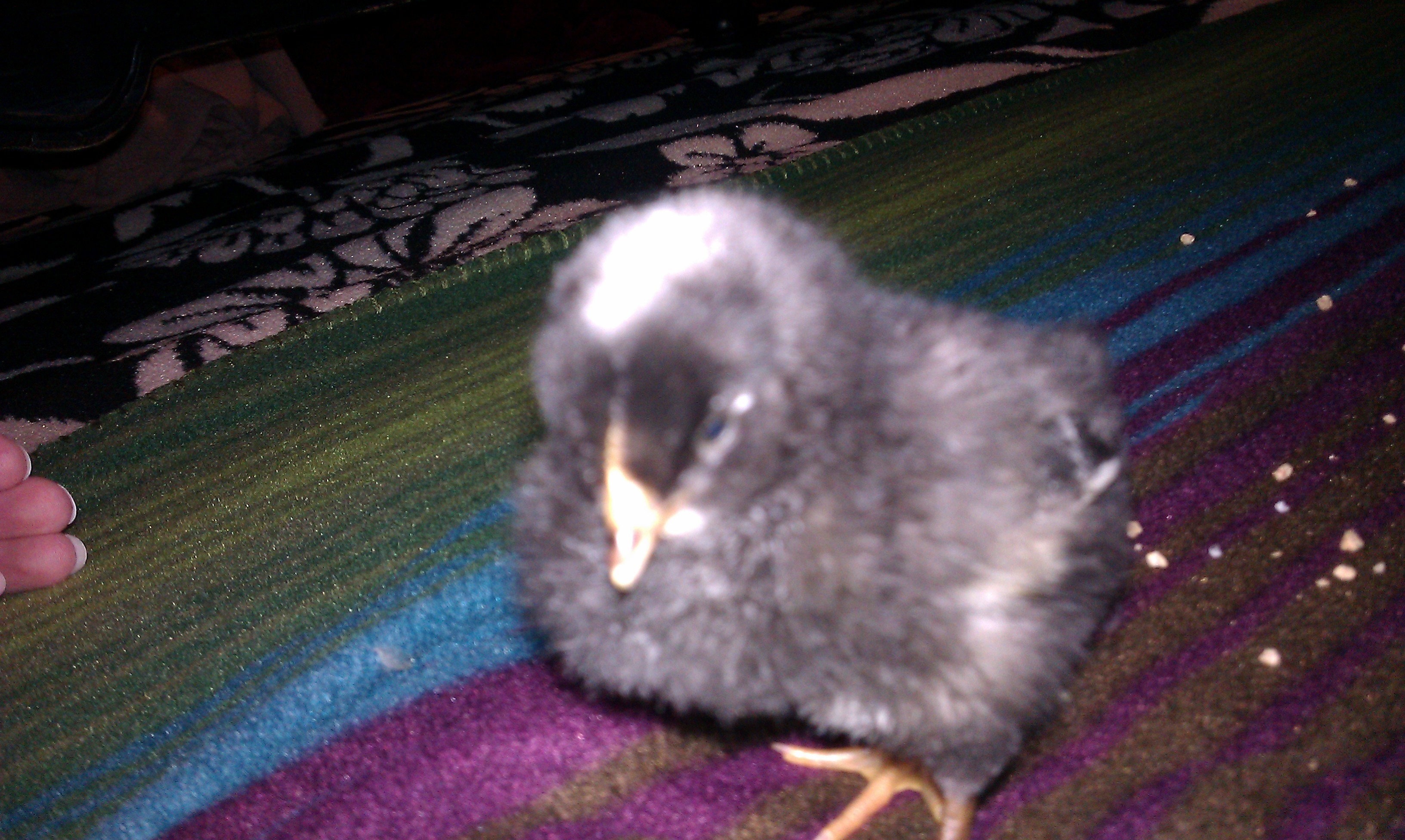 Dot. | BackYard Chickens - Learn How to Raise Chickens