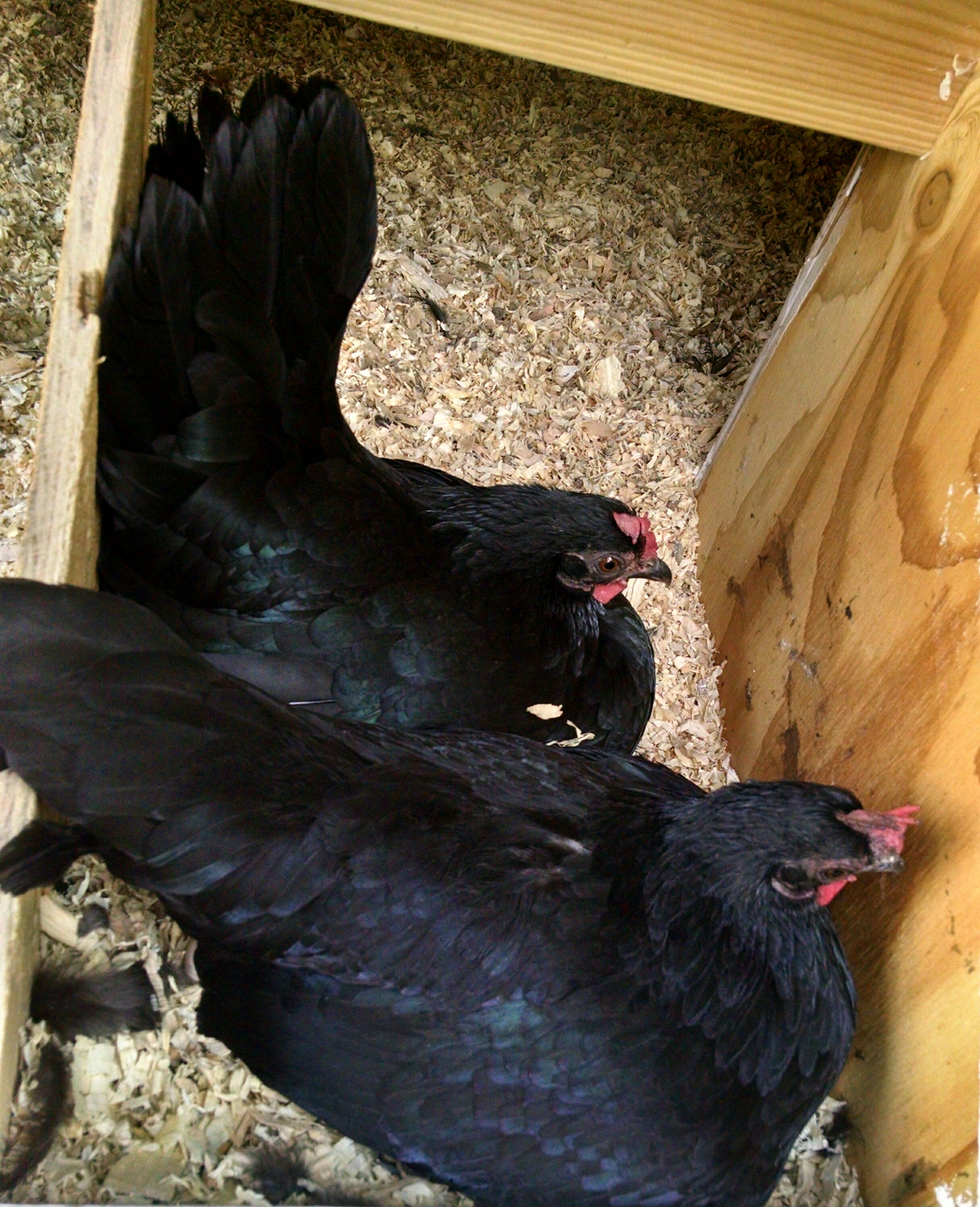 Double stacked, ready to hatch! | BackYard Chickens - Learn How to ...