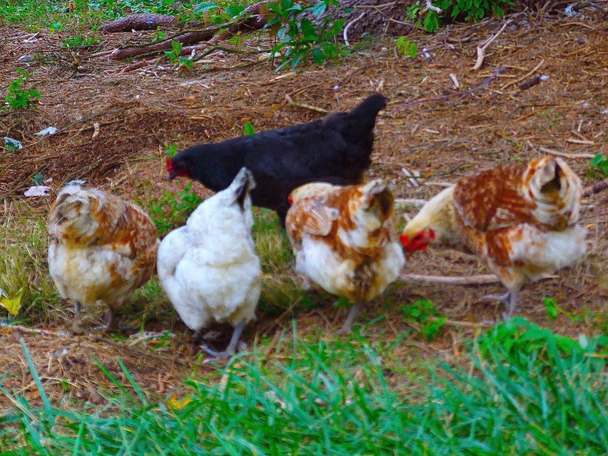 DSCF0501.jpg | BackYard Chickens - Learn How to Raise Chickens