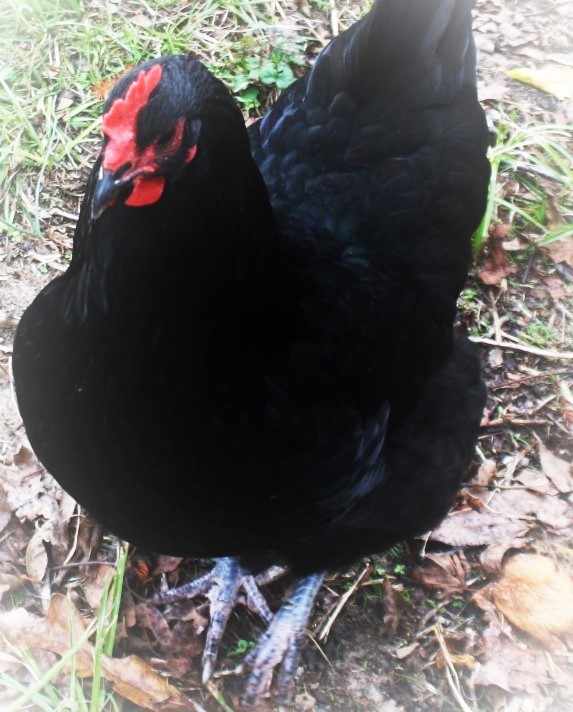 Duchess. | BackYard Chickens - Learn How to Raise Chickens