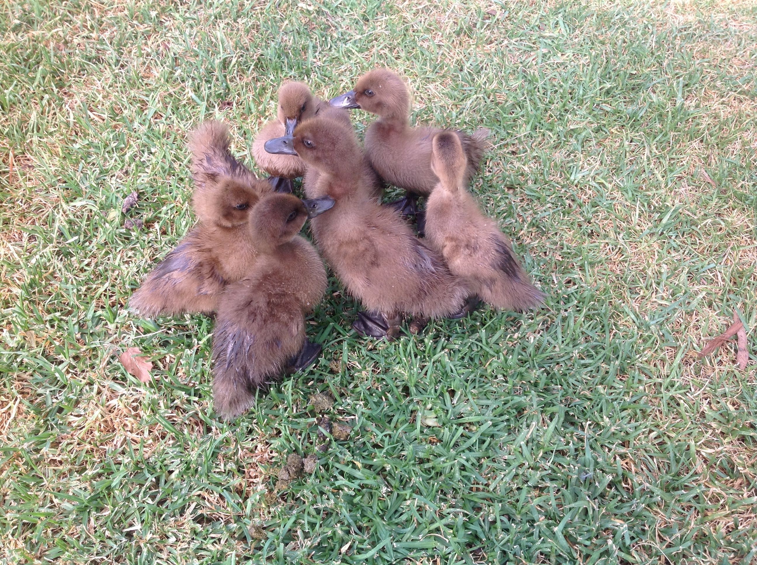 Duckling huddle... | BackYard Chickens - Learn How to Raise Chickens