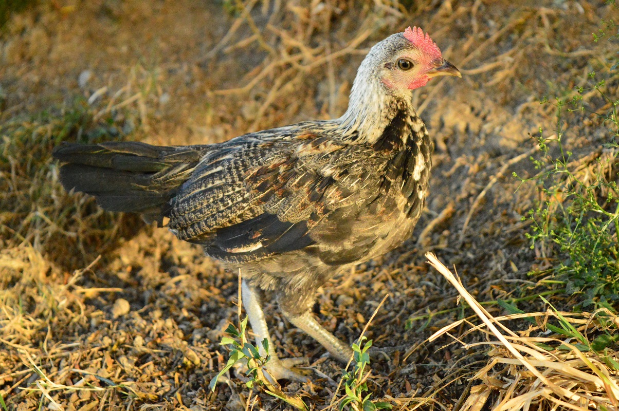 Duckwing cockerel.jpg | BackYard Chickens - Learn How to Raise Chickens