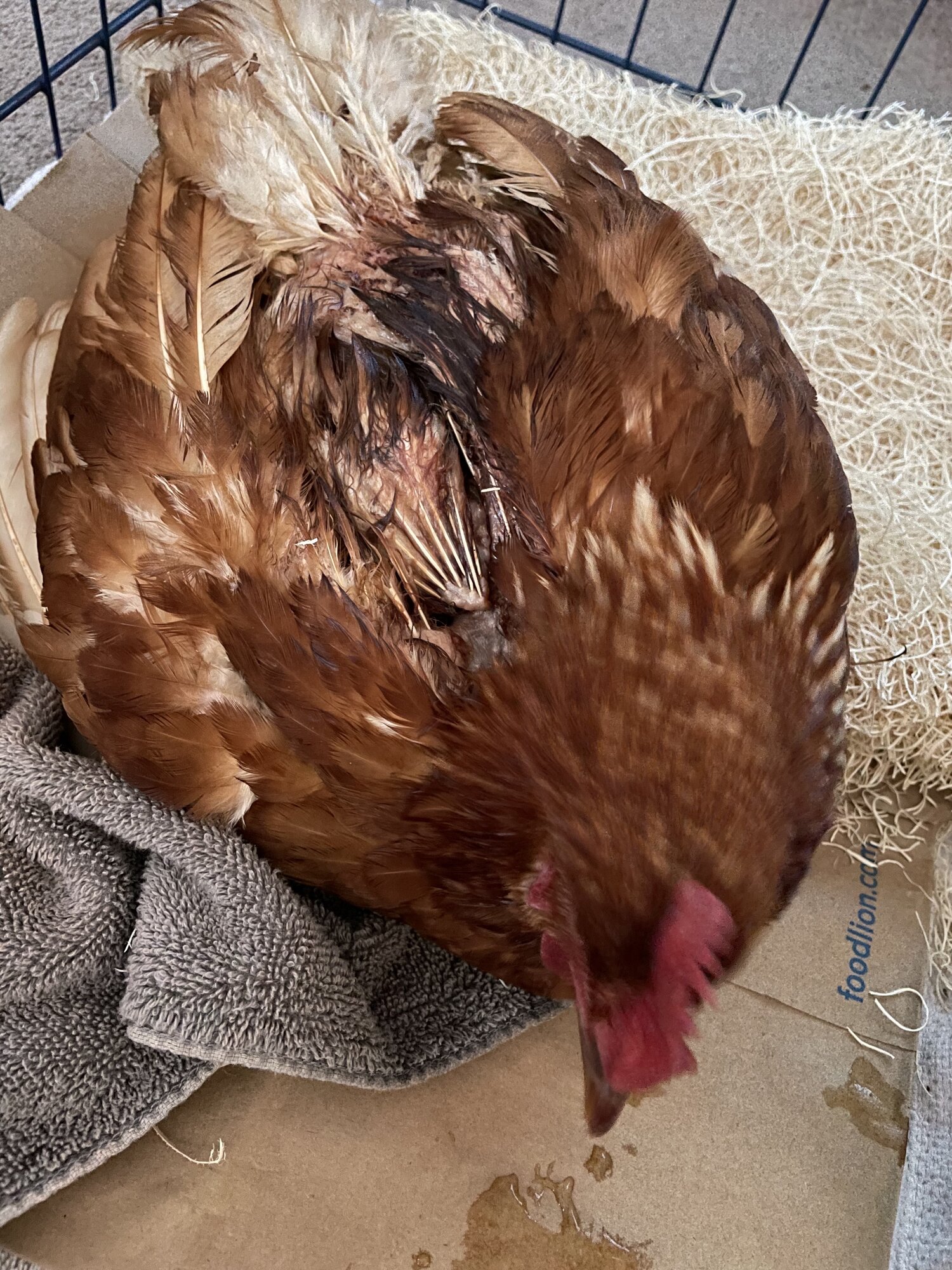 Dumplin back injuries | BackYard Chickens - Learn How to Raise Chickens