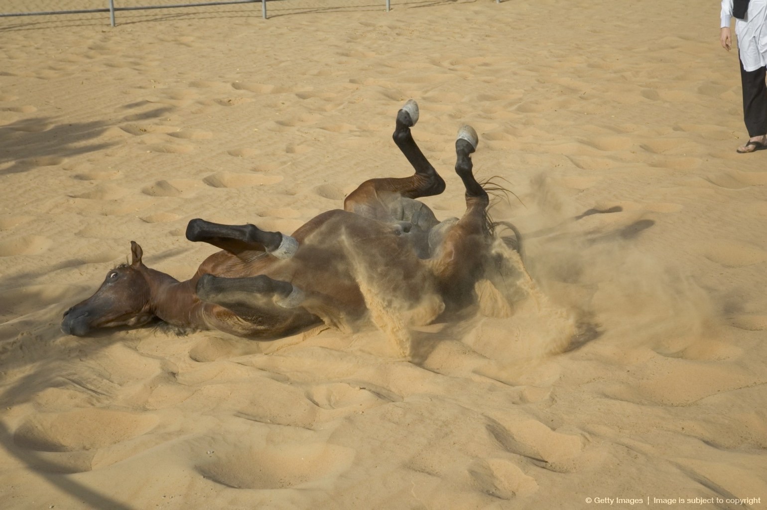 Dust bath?!!! | BackYard Chickens - Learn How to Raise Chickens