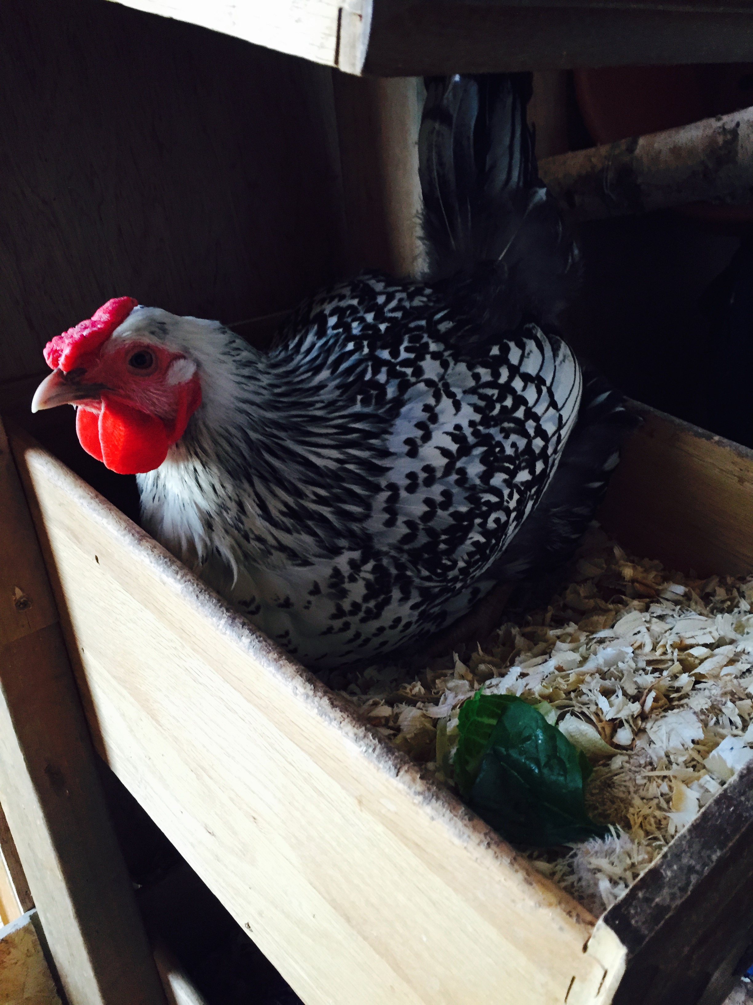 Early Risers | BackYard Chickens - Learn How to Raise Chickens