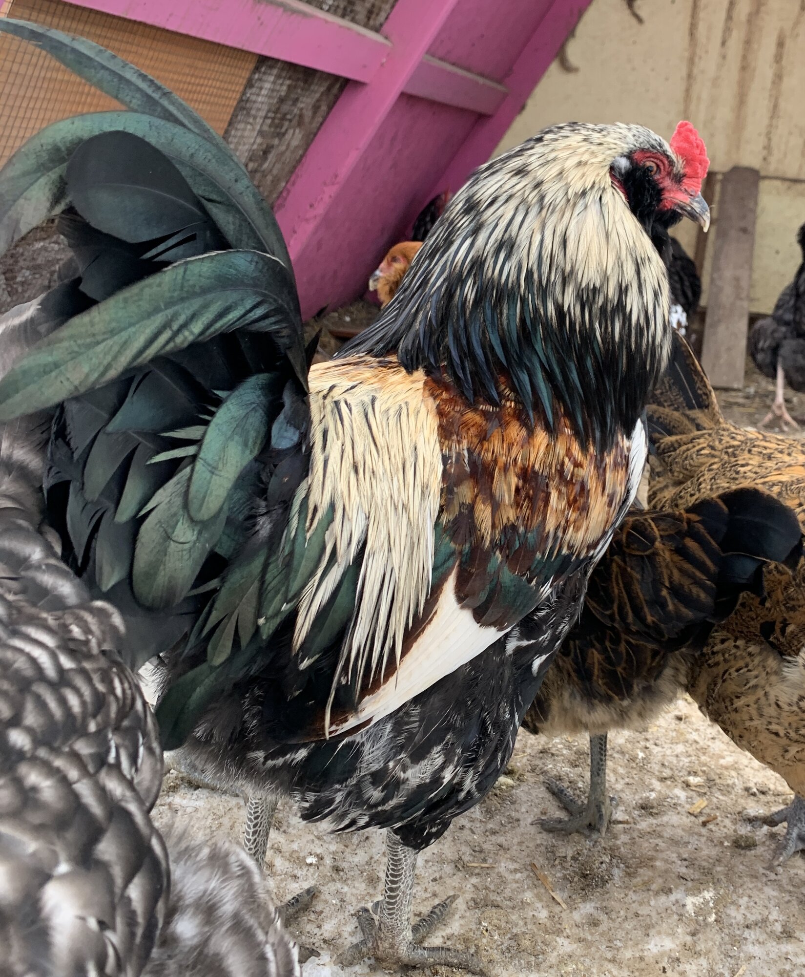 Easter Egger Rooster | BackYard Chickens - Learn How to Raise Chickens