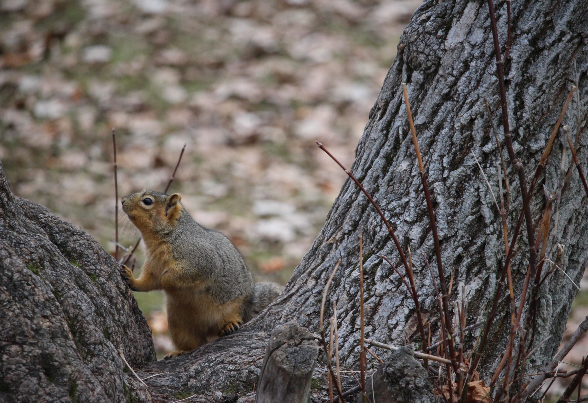 eastern_grey_squirrel1.JPG | BackYard Chickens - Learn How to Raise ...