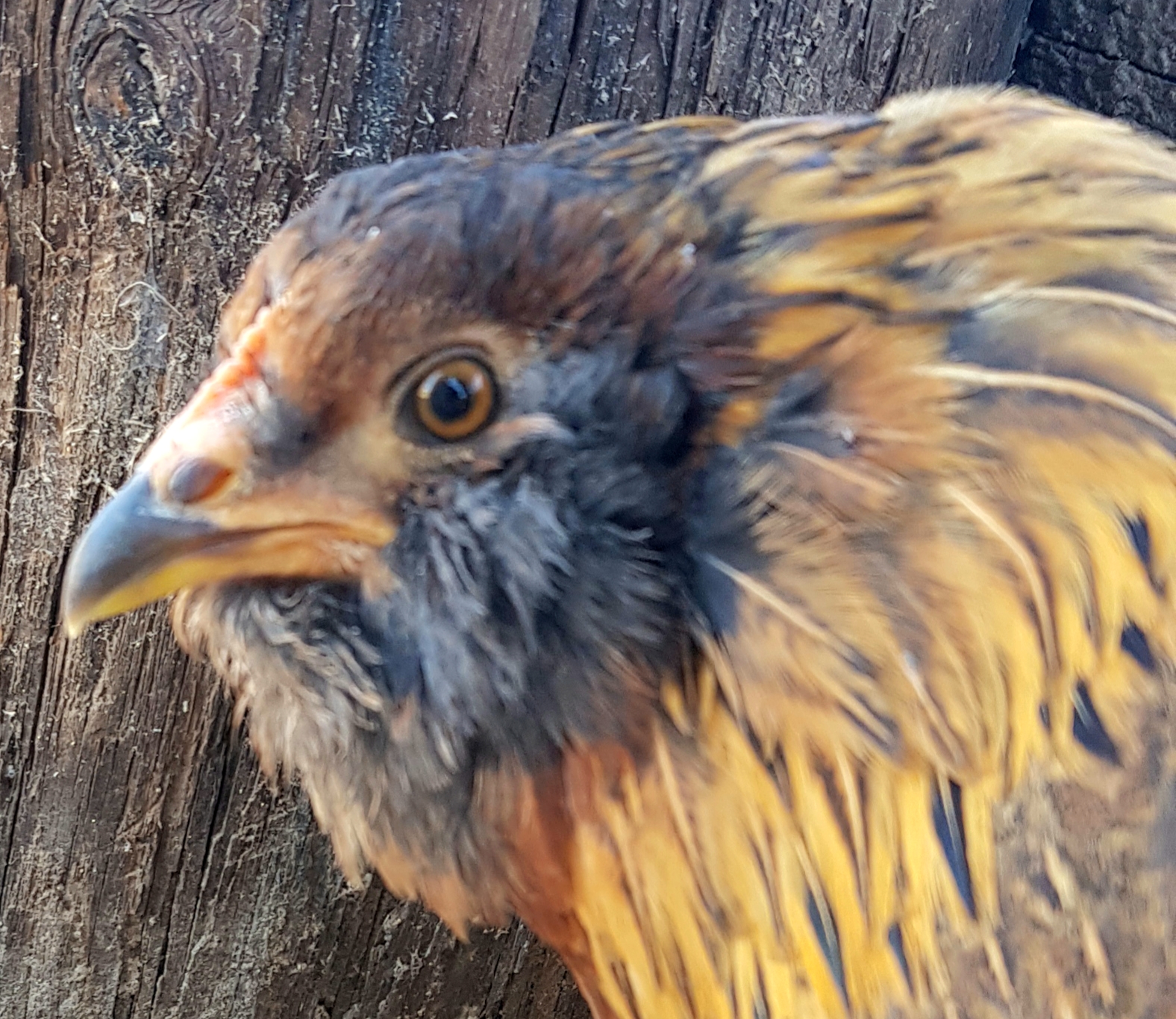 EE.jpg | BackYard Chickens - Learn How to Raise Chickens