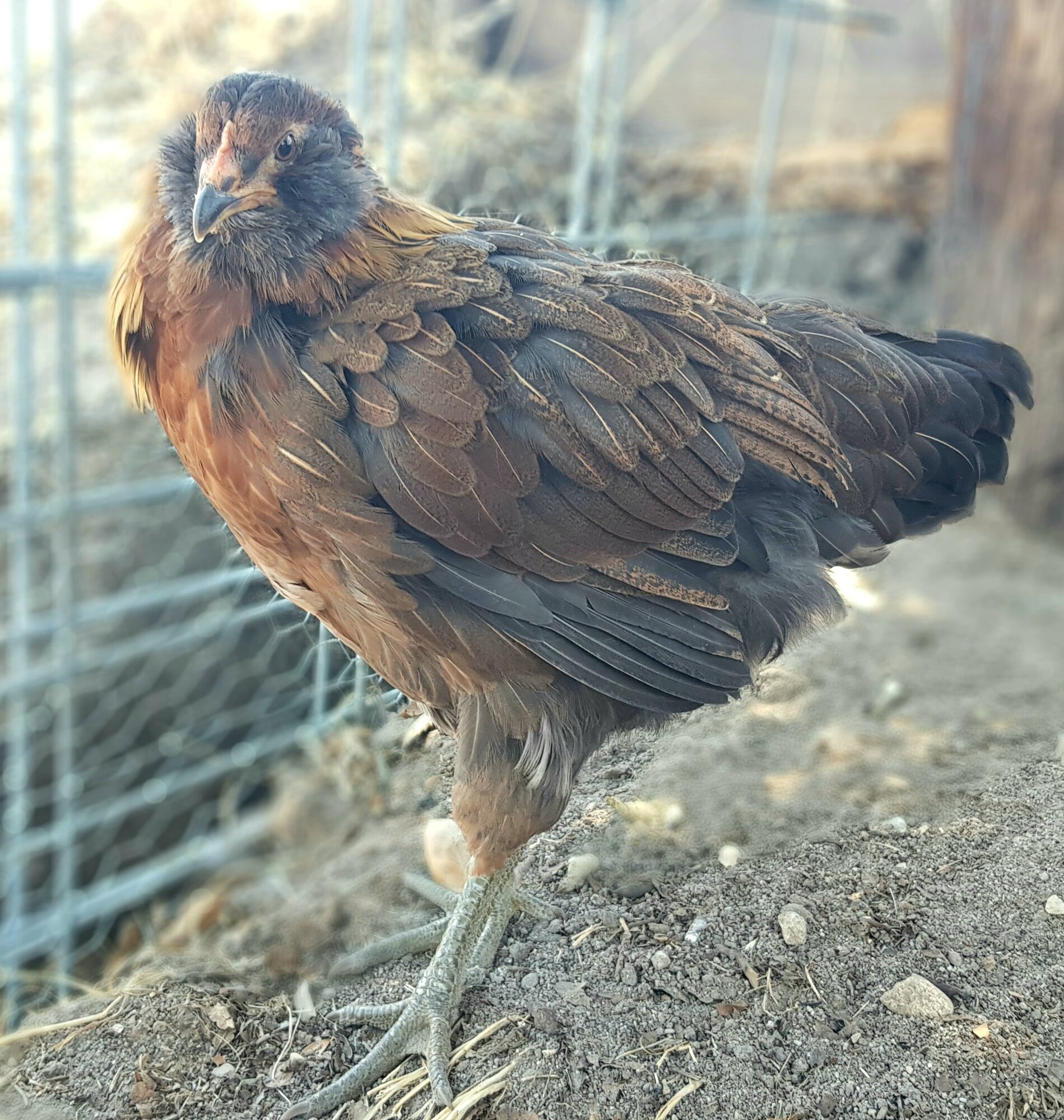 EE.jpg | BackYard Chickens - Learn How to Raise Chickens