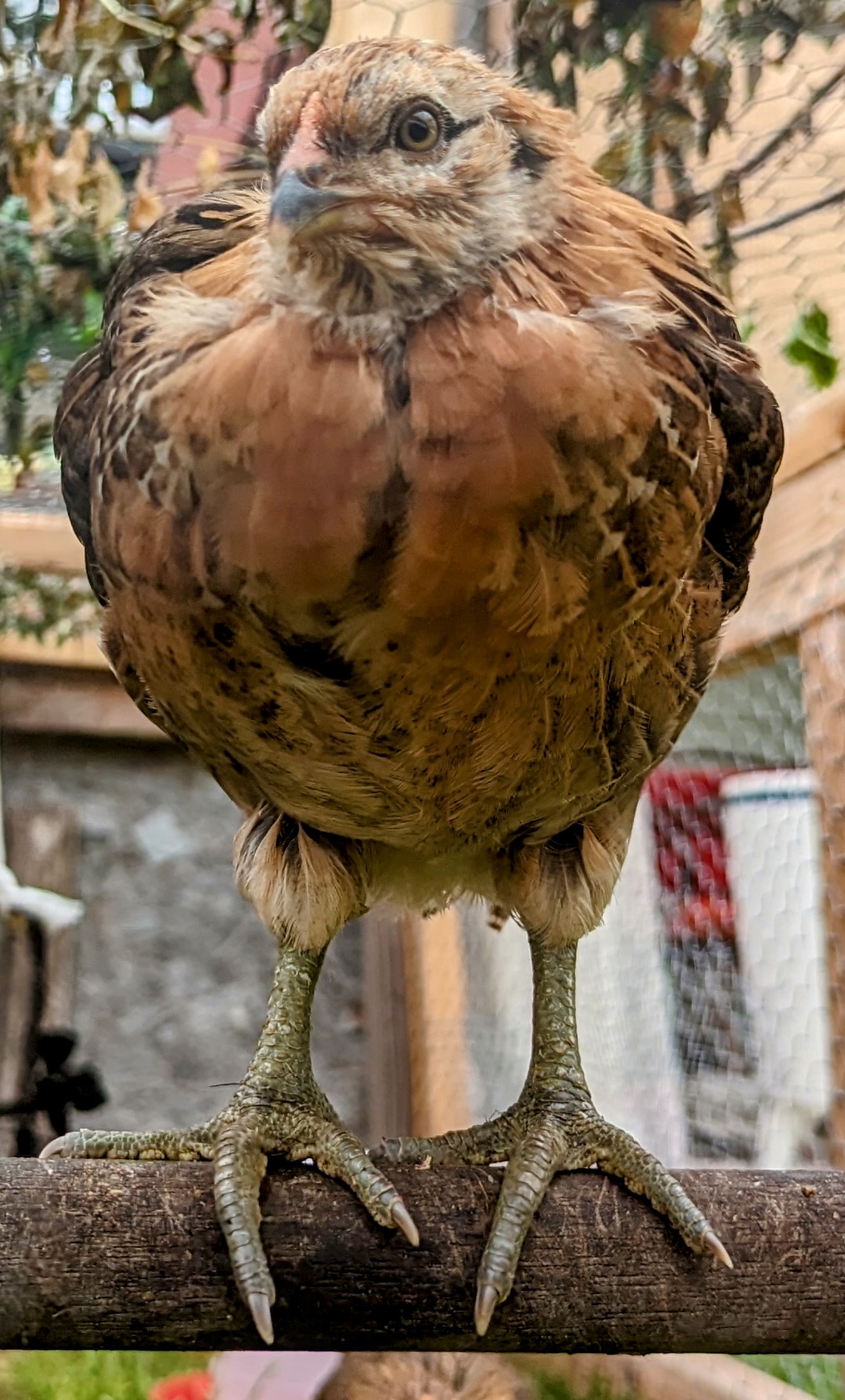 EE.jpg | BackYard Chickens - Learn How to Raise Chickens