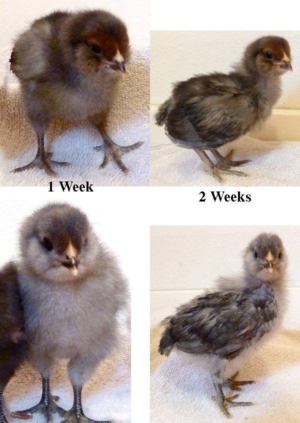 EE's | BackYard Chickens - Learn How to Raise Chickens