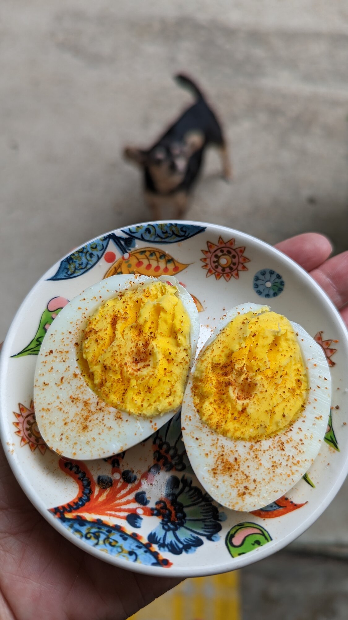 Egg Dish 43.jpg | BackYard Chickens - Learn How to Raise Chickens