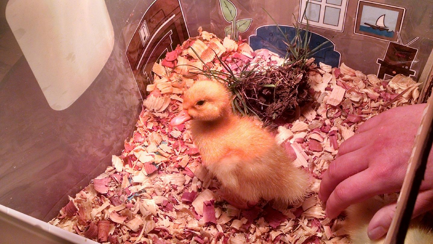 Elizabeth in her 'living room' | BackYard Chickens - Learn How to Raise ...