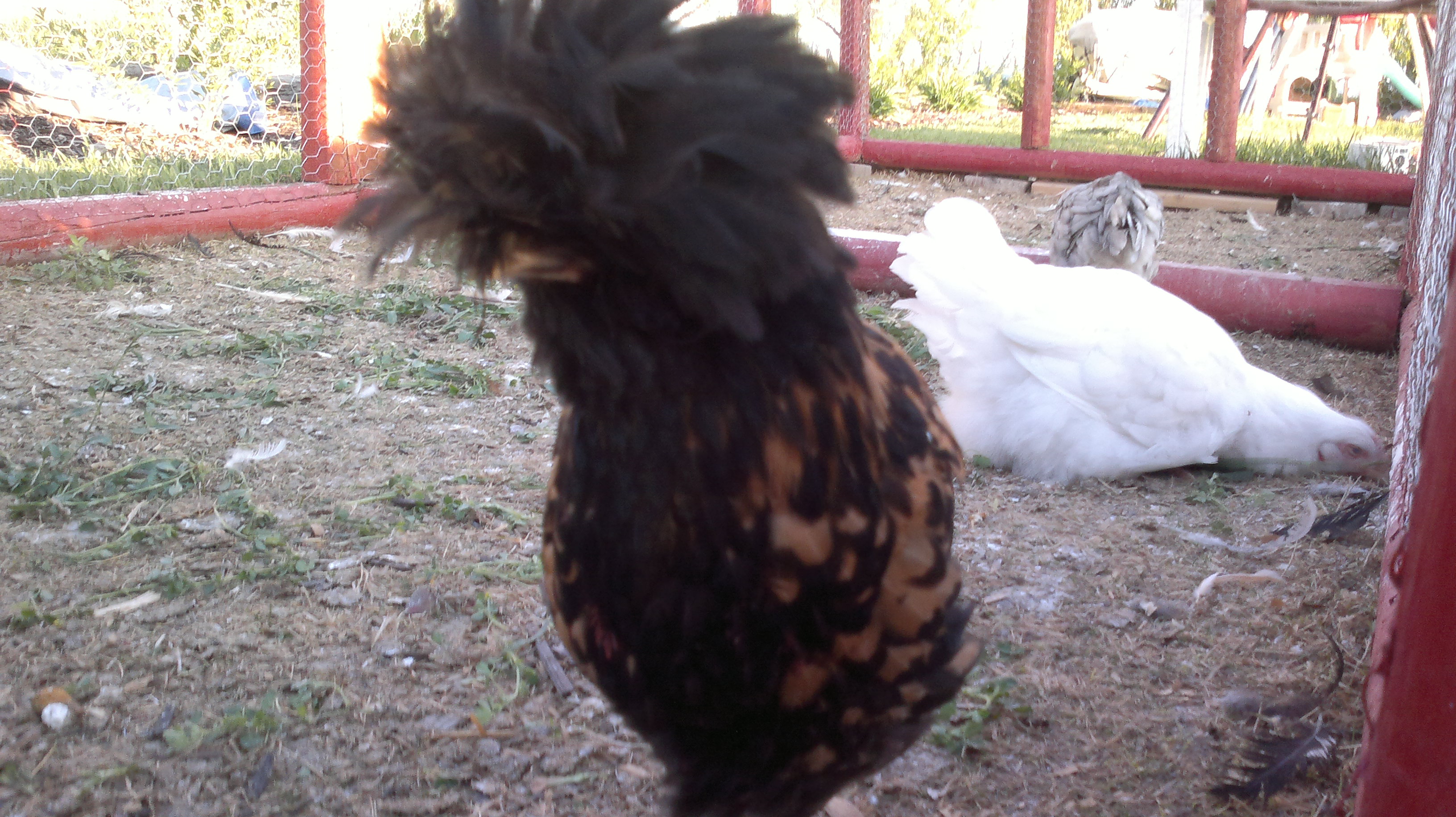 Elvis | BackYard Chickens - Learn How to Raise Chickens