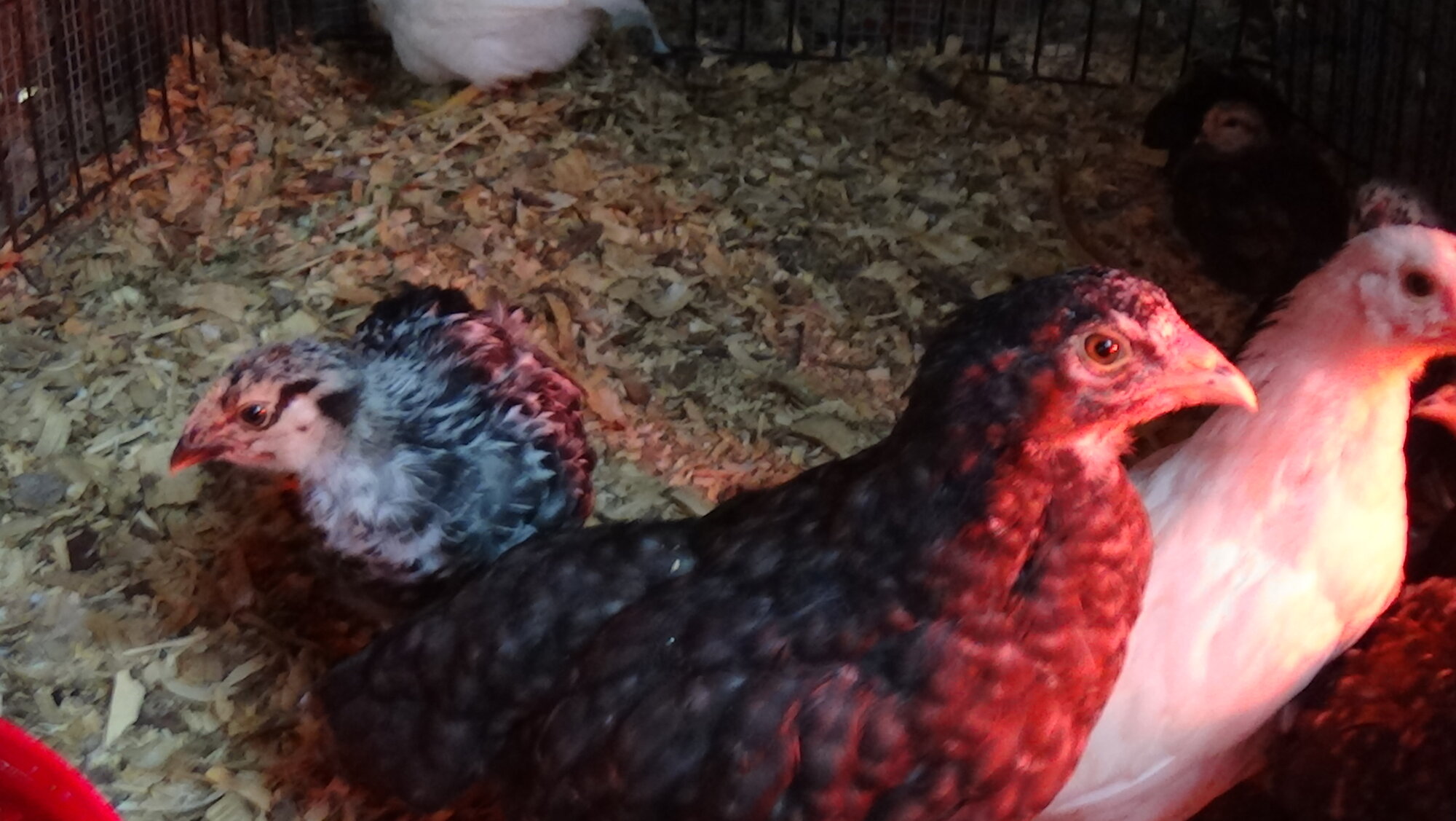 Emerald (Lacey).JPG | BackYard Chickens - Learn How to Raise Chickens