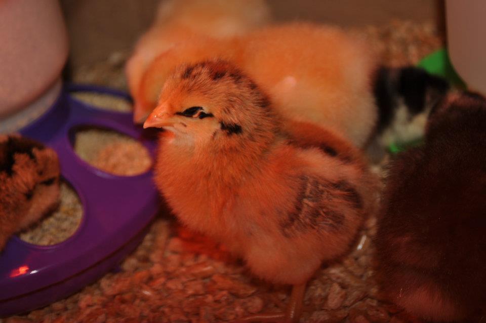 Emma | BackYard Chickens - Learn How to Raise Chickens