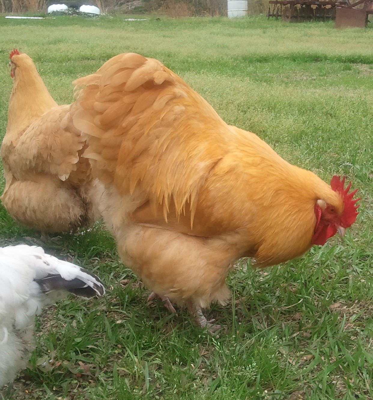 English Buff Orpington Rooster | BackYard Chickens - Learn How to Raise ...