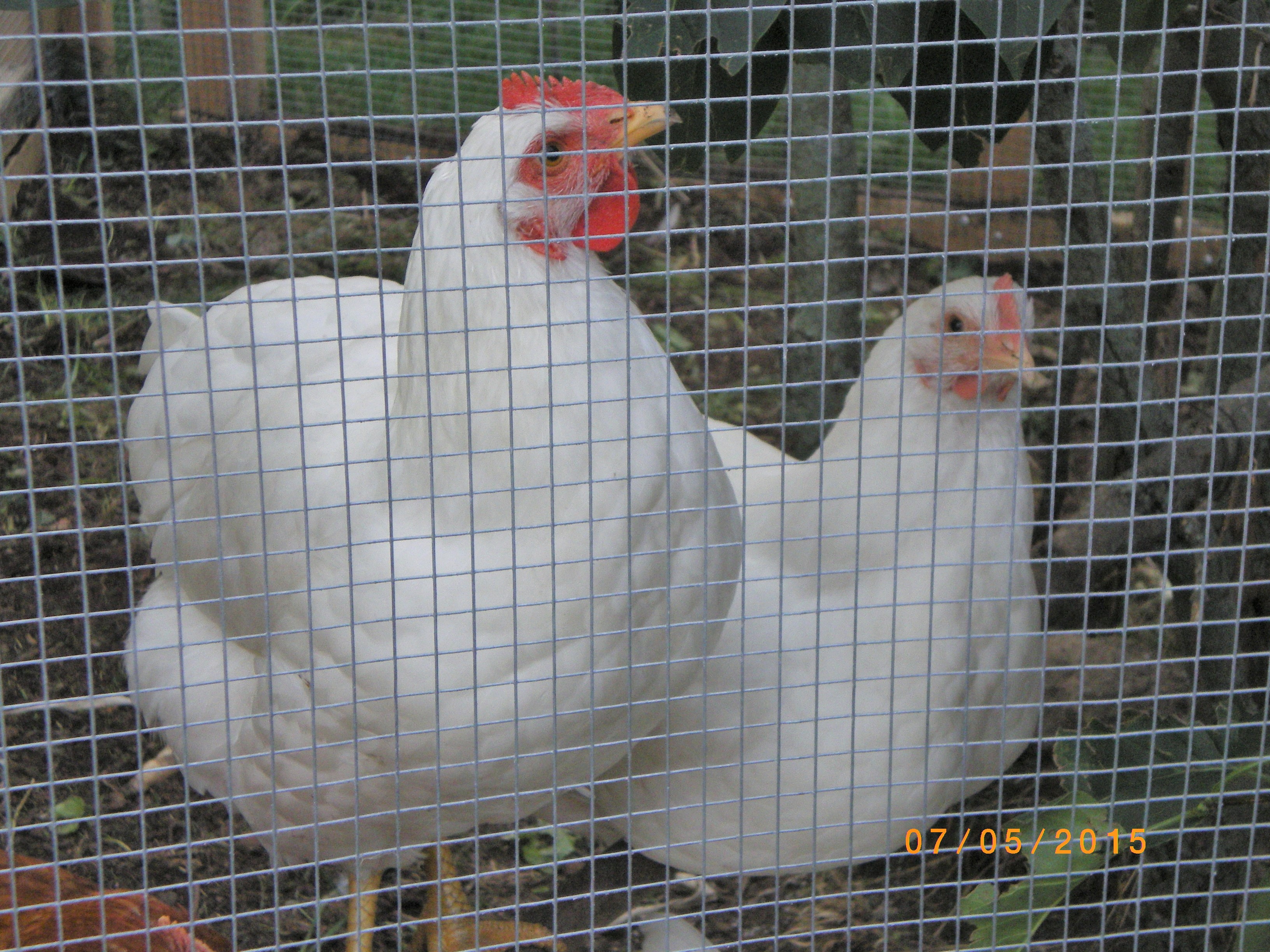 Ethel (the grouch) & Lucy (the clown) | BackYard Chickens - Learn How ...