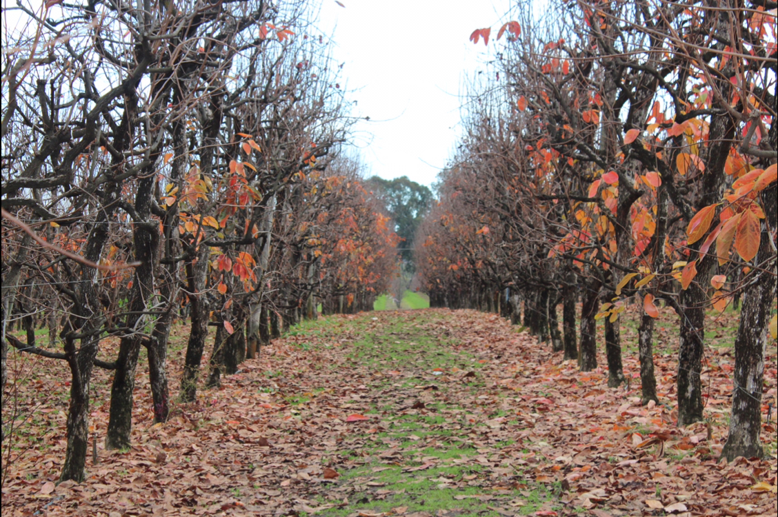 Fantastic Fall Fun 43.jpg | BackYard Chickens - Learn How to Raise Chickens