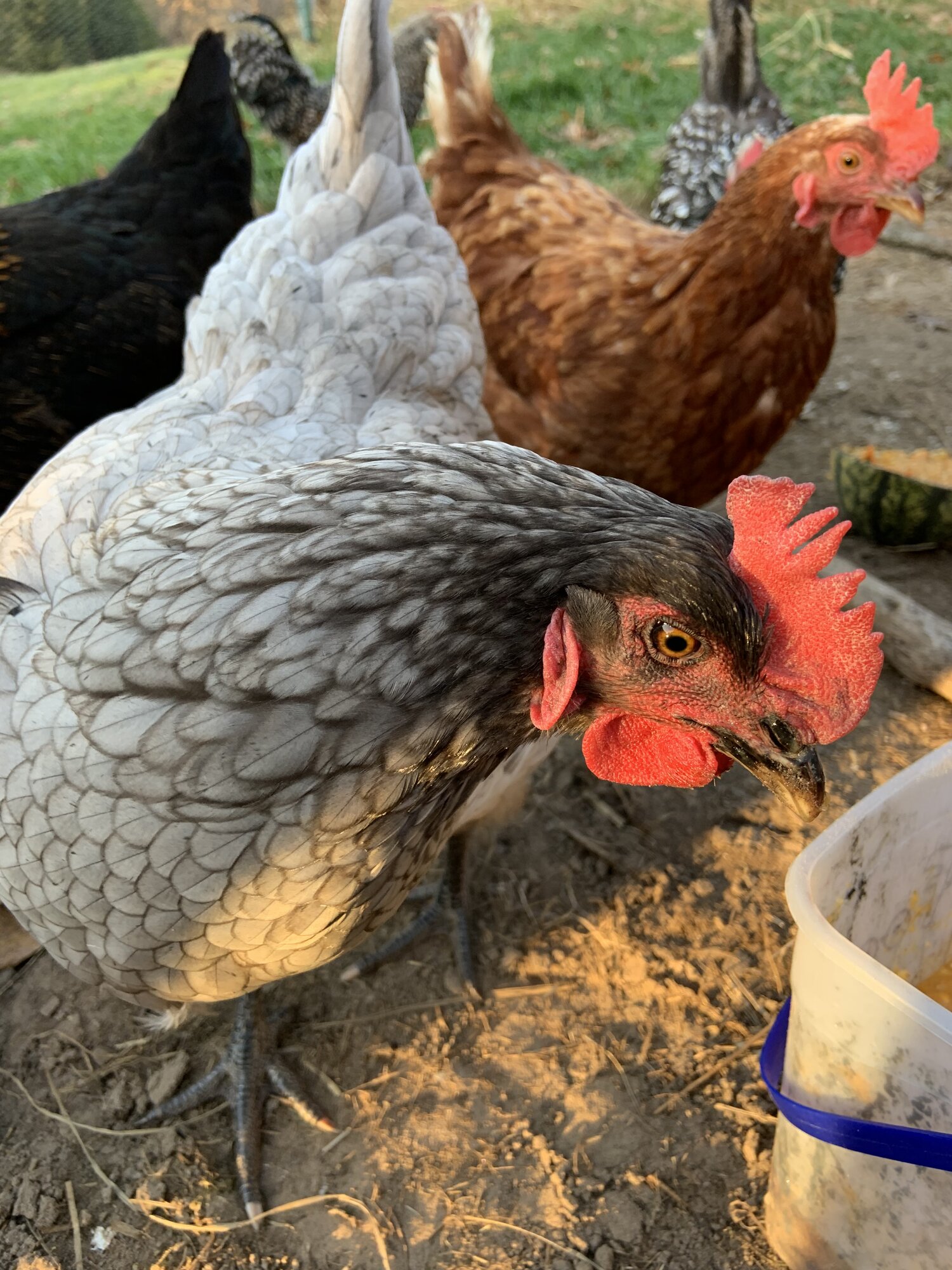 Fatima | BackYard Chickens - Learn How to Raise Chickens