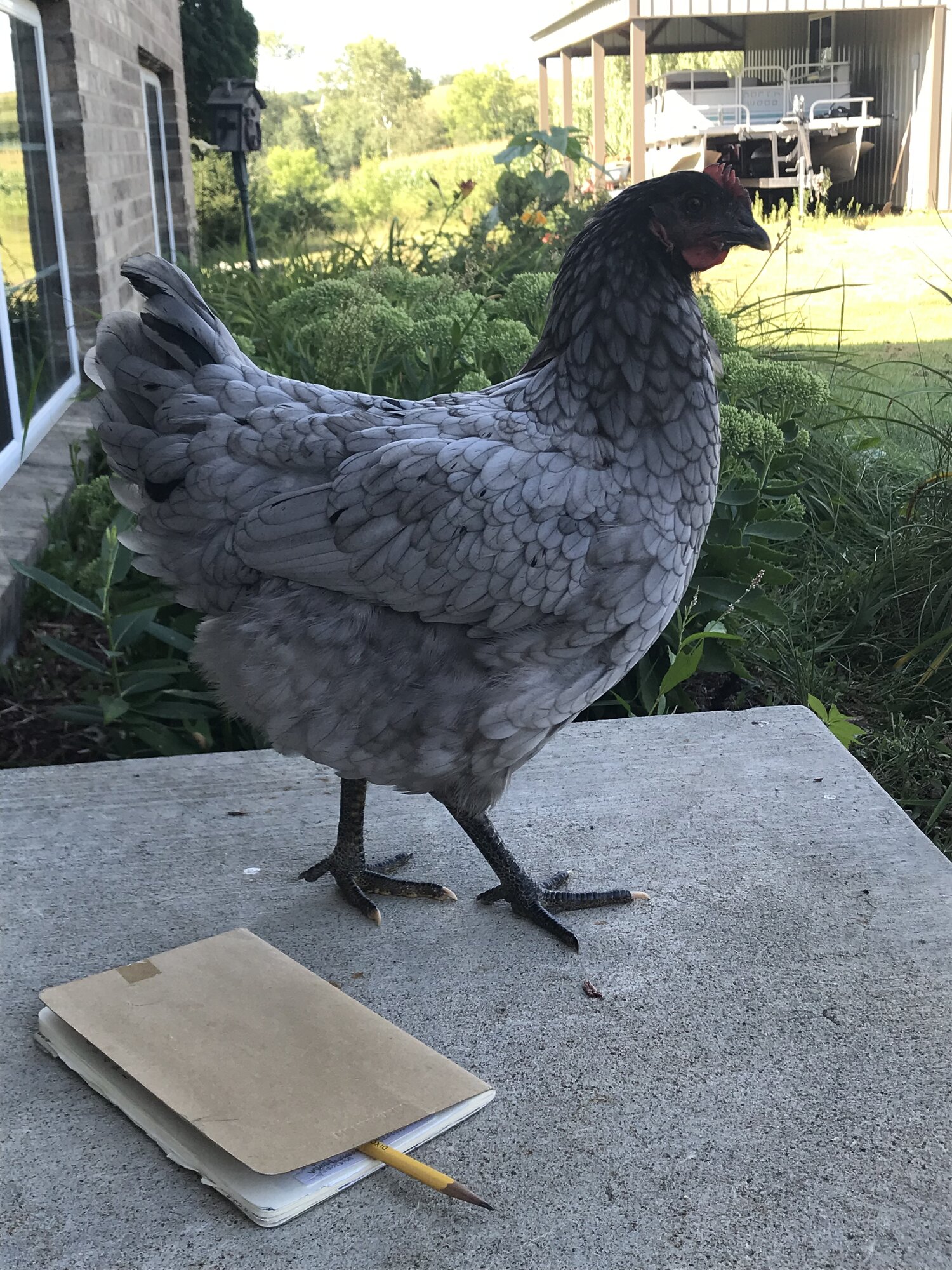 Fatima | BackYard Chickens - Learn How to Raise Chickens