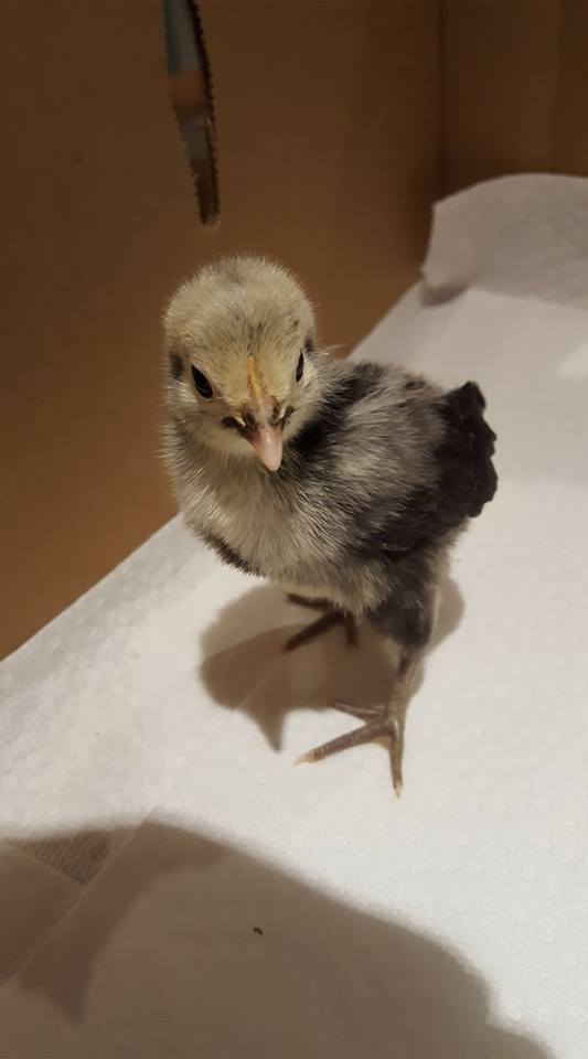 Fauna | BackYard Chickens - Learn How to Raise Chickens