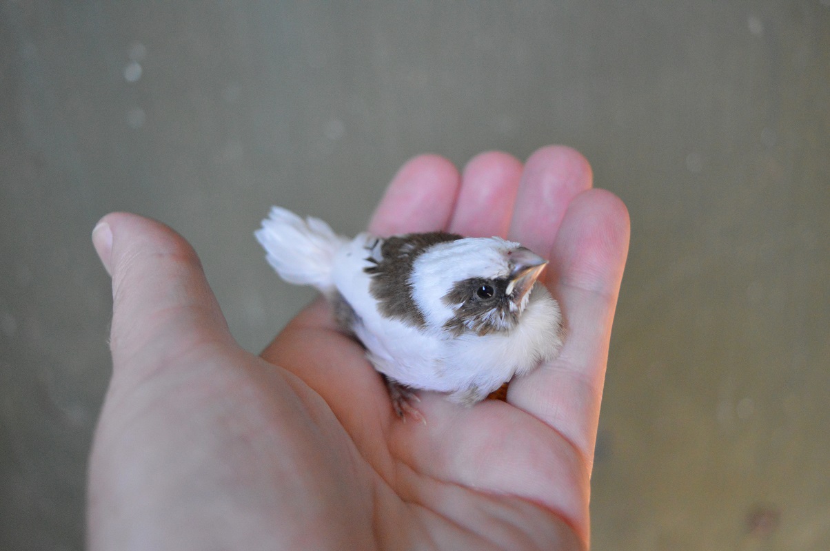 Finch Chick | BackYard Chickens - Learn How to Raise Chickens