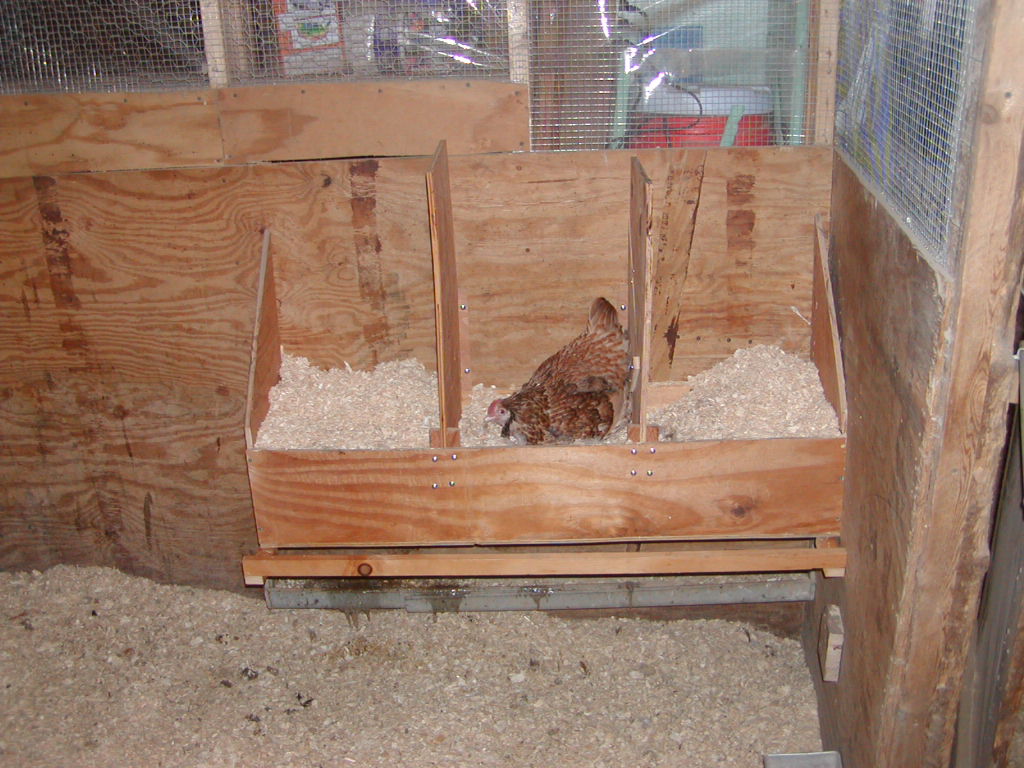 Finished box with a broody hen | BackYard Chickens - Learn How to Raise ...