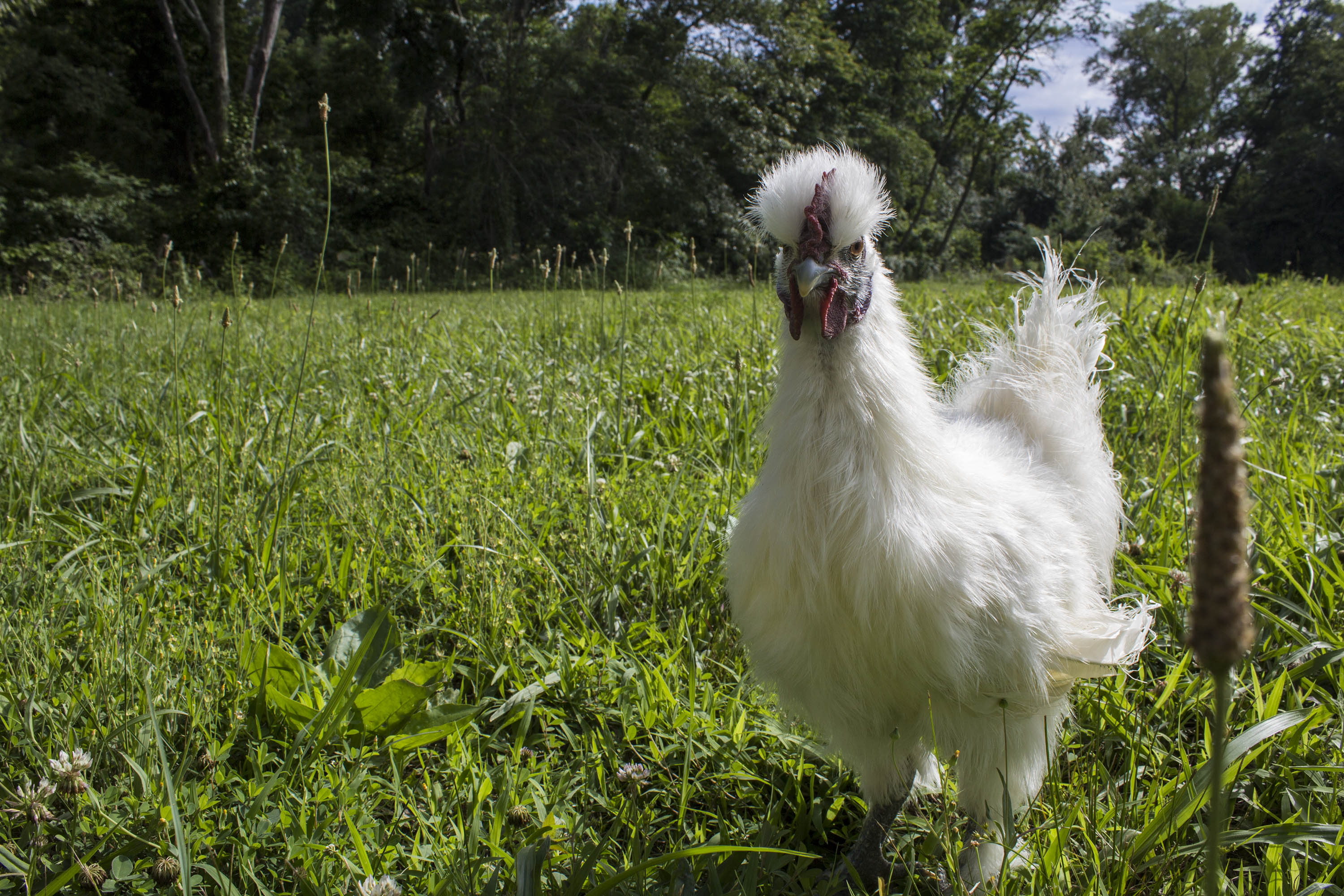 Fivetoes, White Silkie Roo, 5-toes | BackYard Chickens - Learn How to ...
