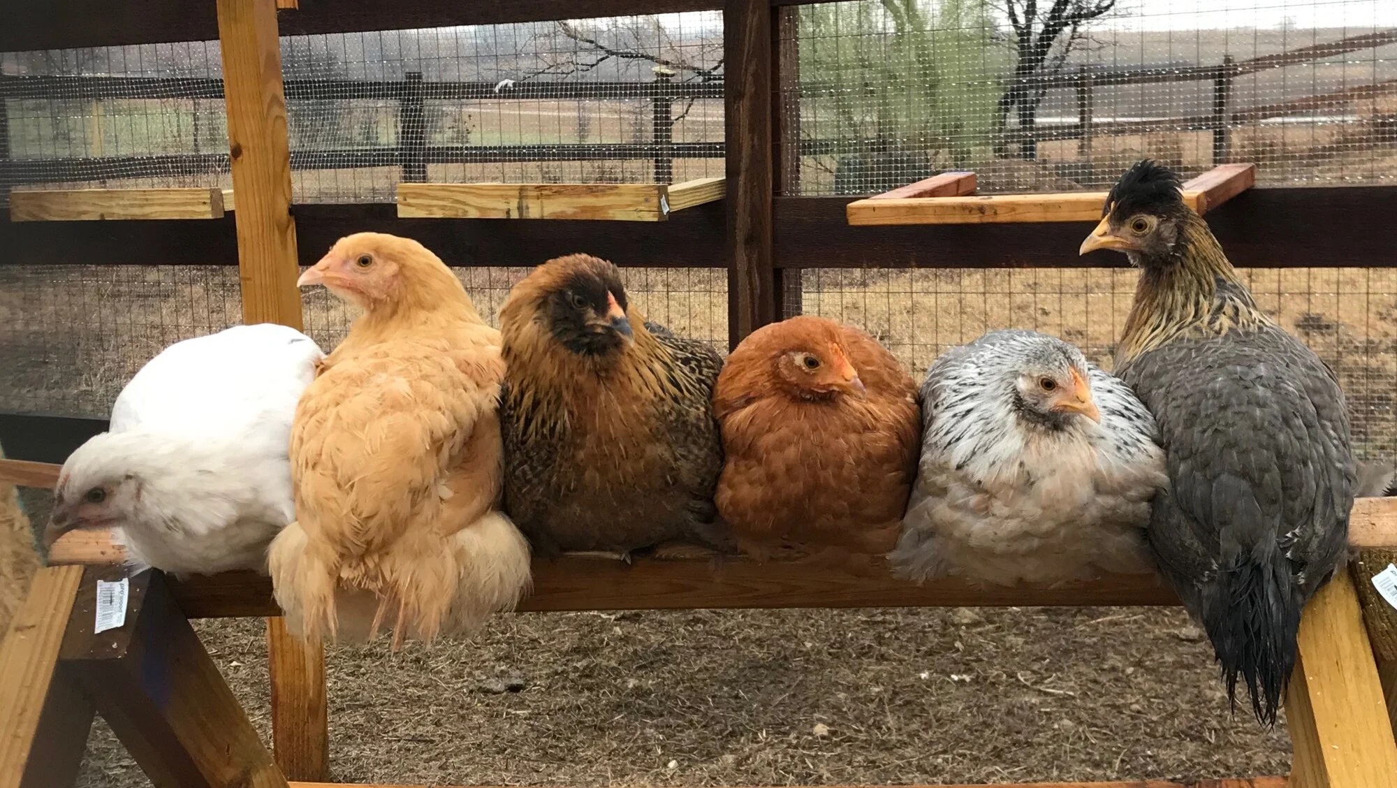 flock_2.jpg | BackYard Chickens - Learn How to Raise Chickens