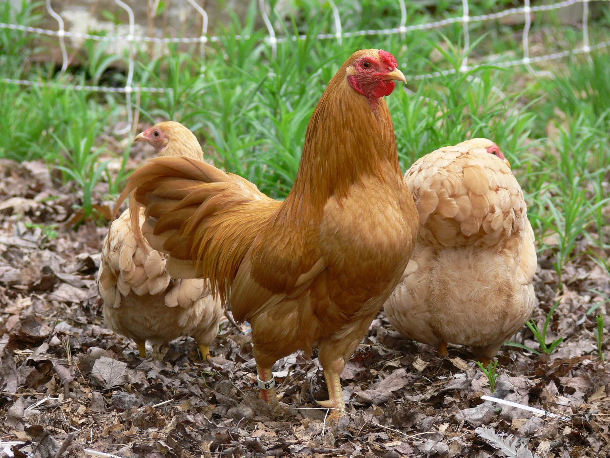 flock_4.JPG | BackYard Chickens - Learn How to Raise Chickens